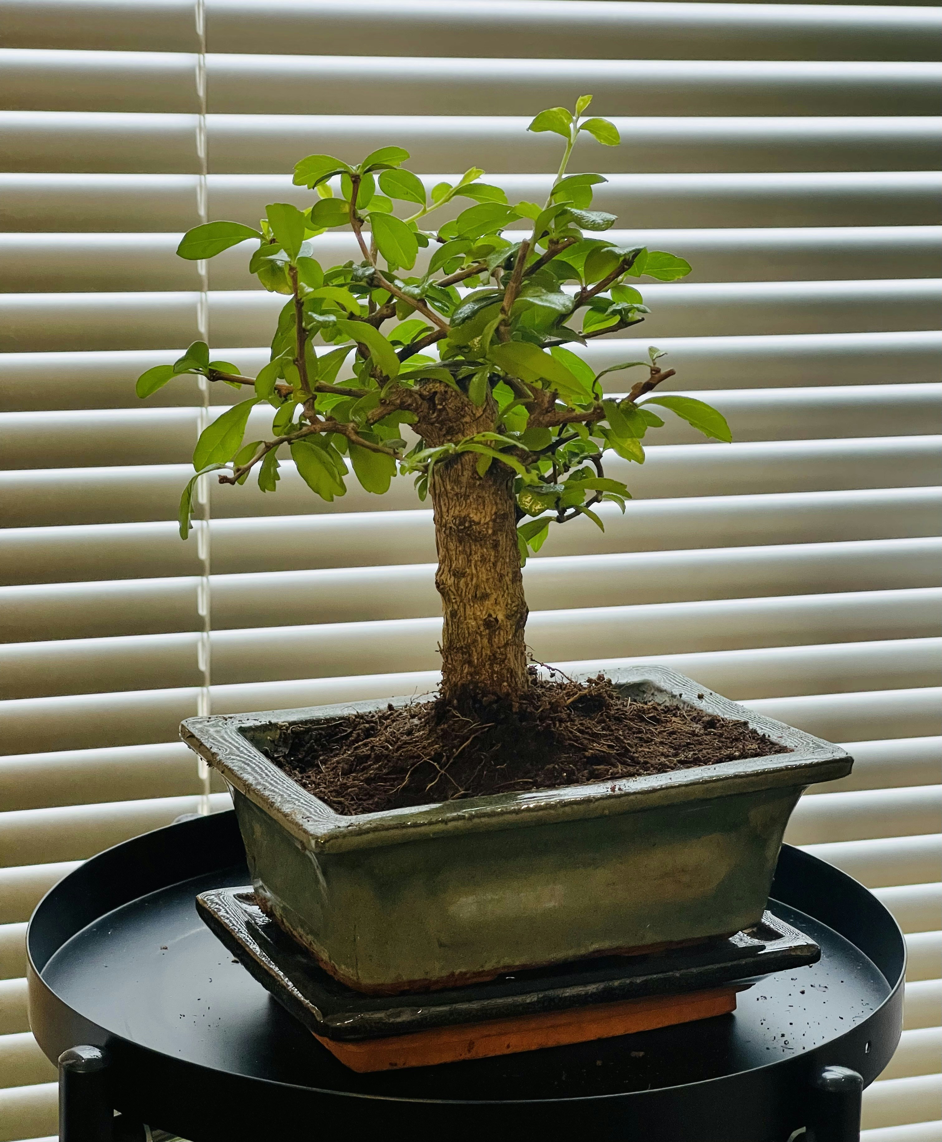 Quiet Light, Small Canopy: A Bonsai Reaching for Sunshine
