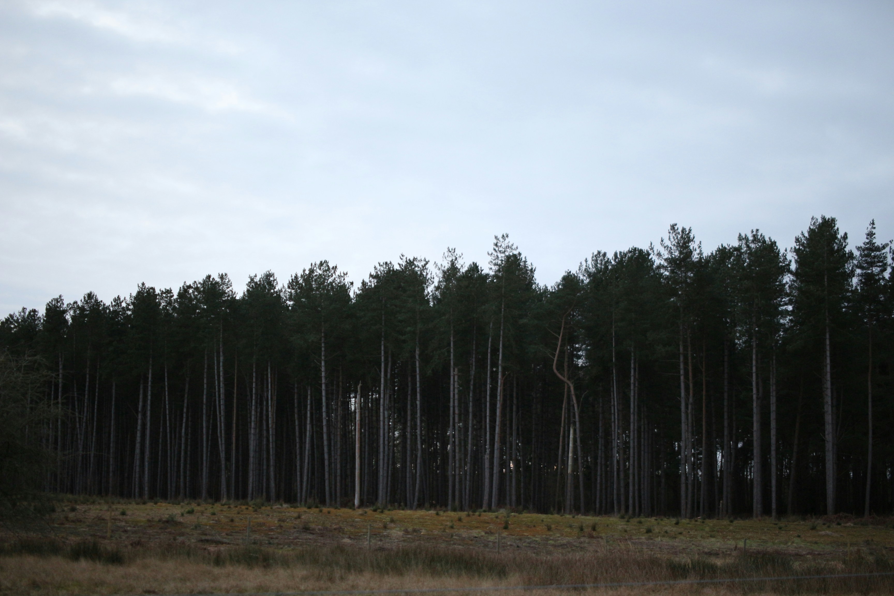 a group of trees that are standing in the grass