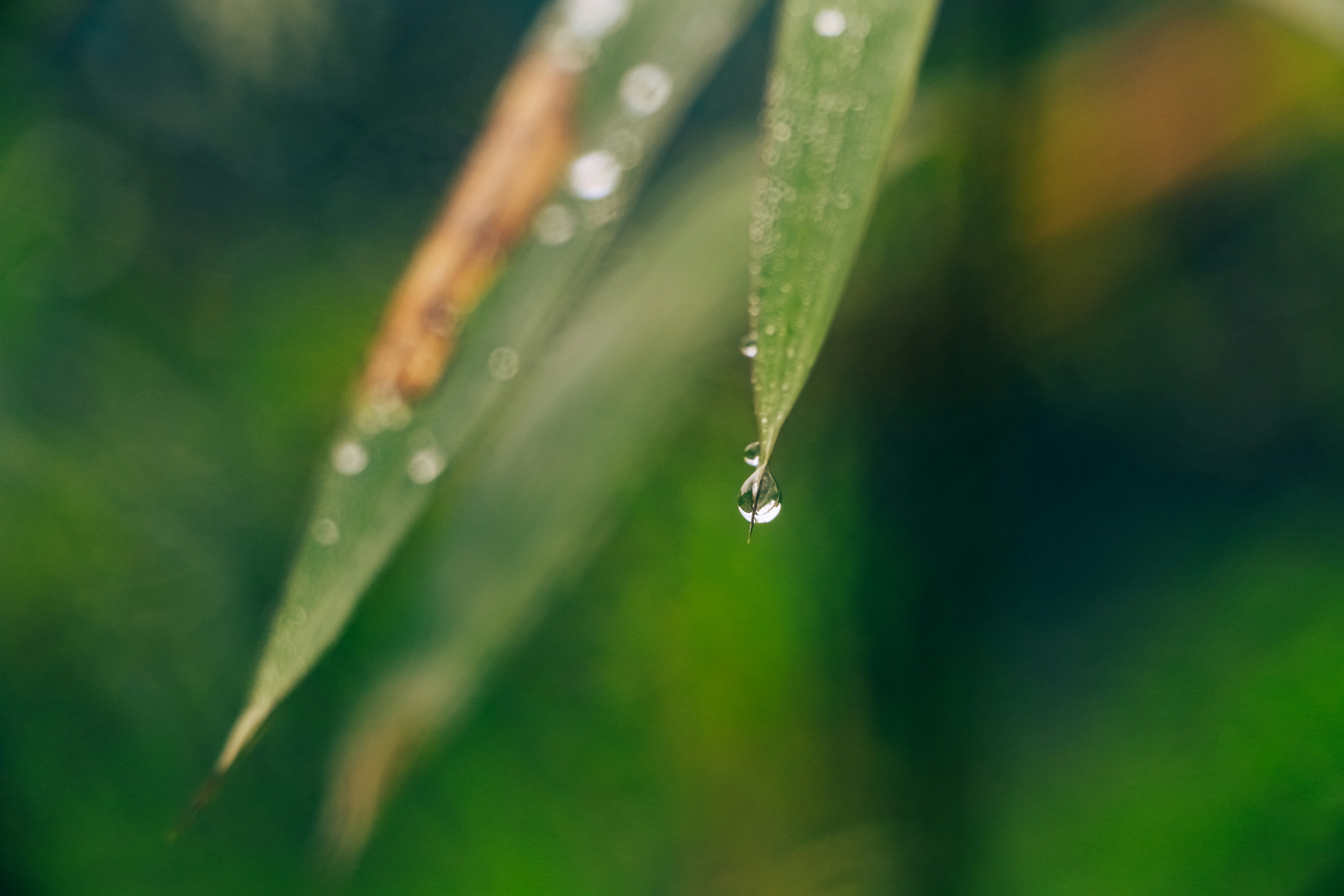 물방울이있는 나뭇잎의 클로즈업 사진 – Unsplash의 무료 포타나 이미지