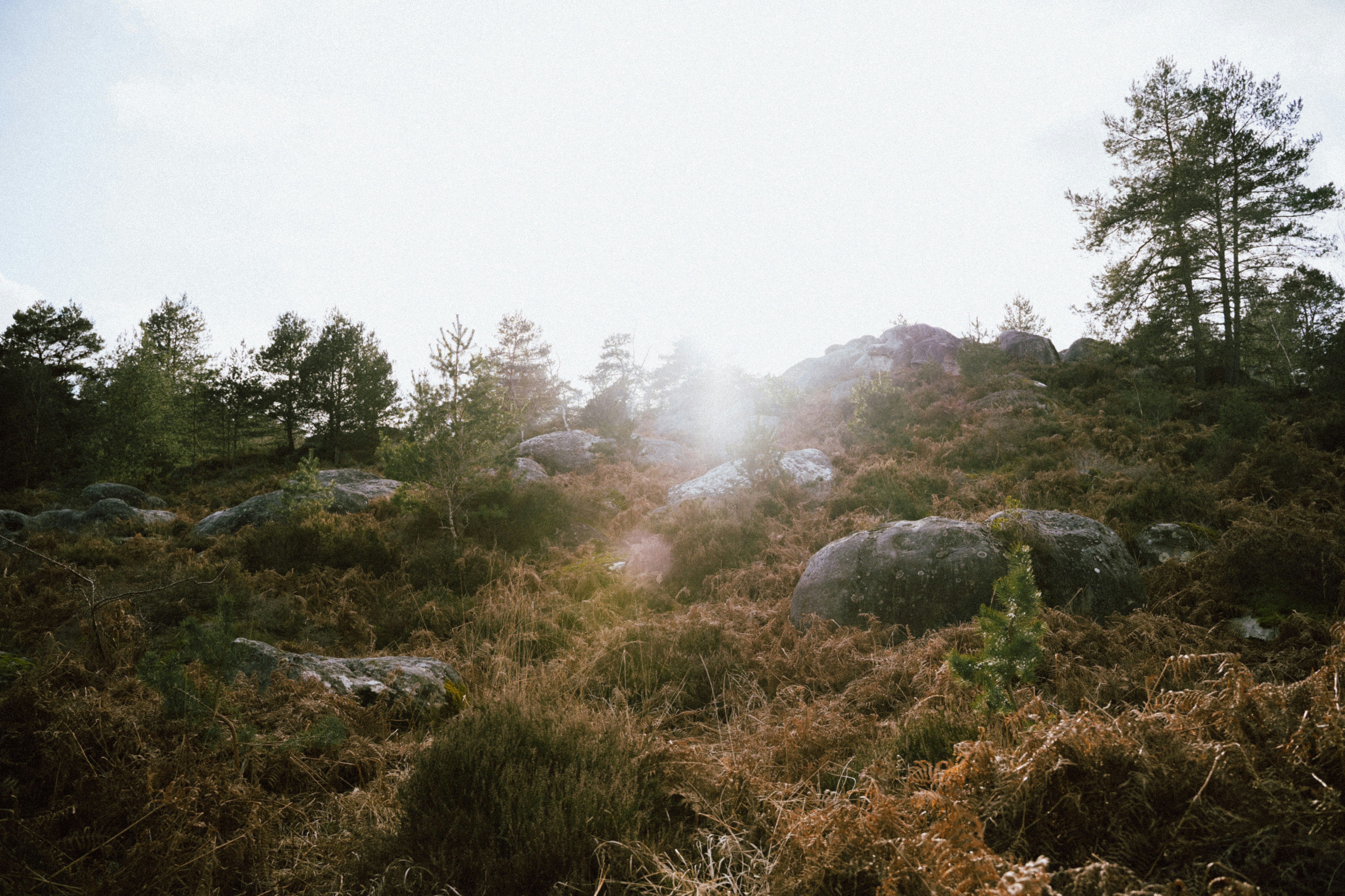 Sunlit Ascent Through Verdant Hillside