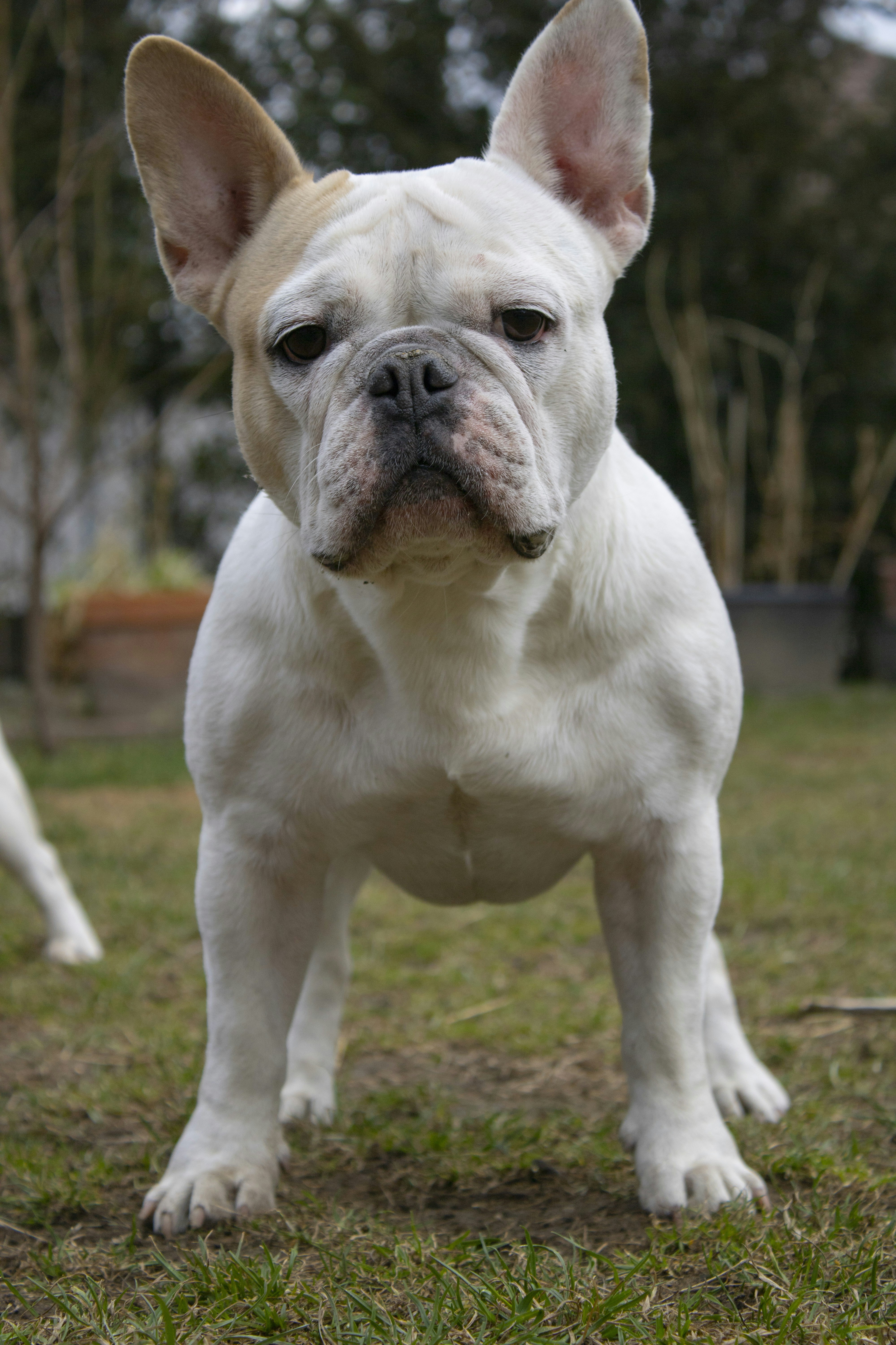 Stalwart Gaze: A White Bulldog Holds Ground in the Garden