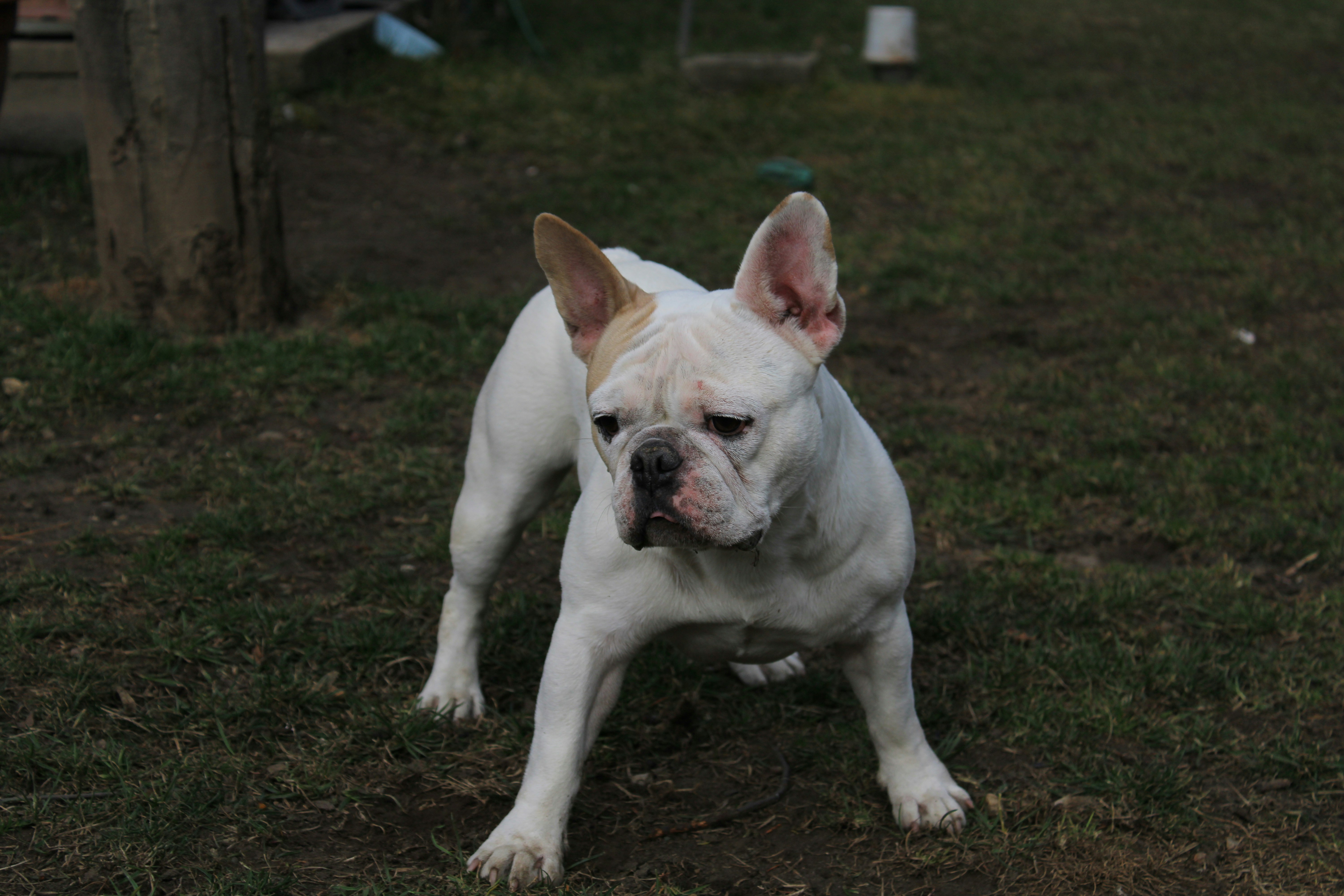Foto Un perro blanco parado en la cima de un exuberante campo verde ...
