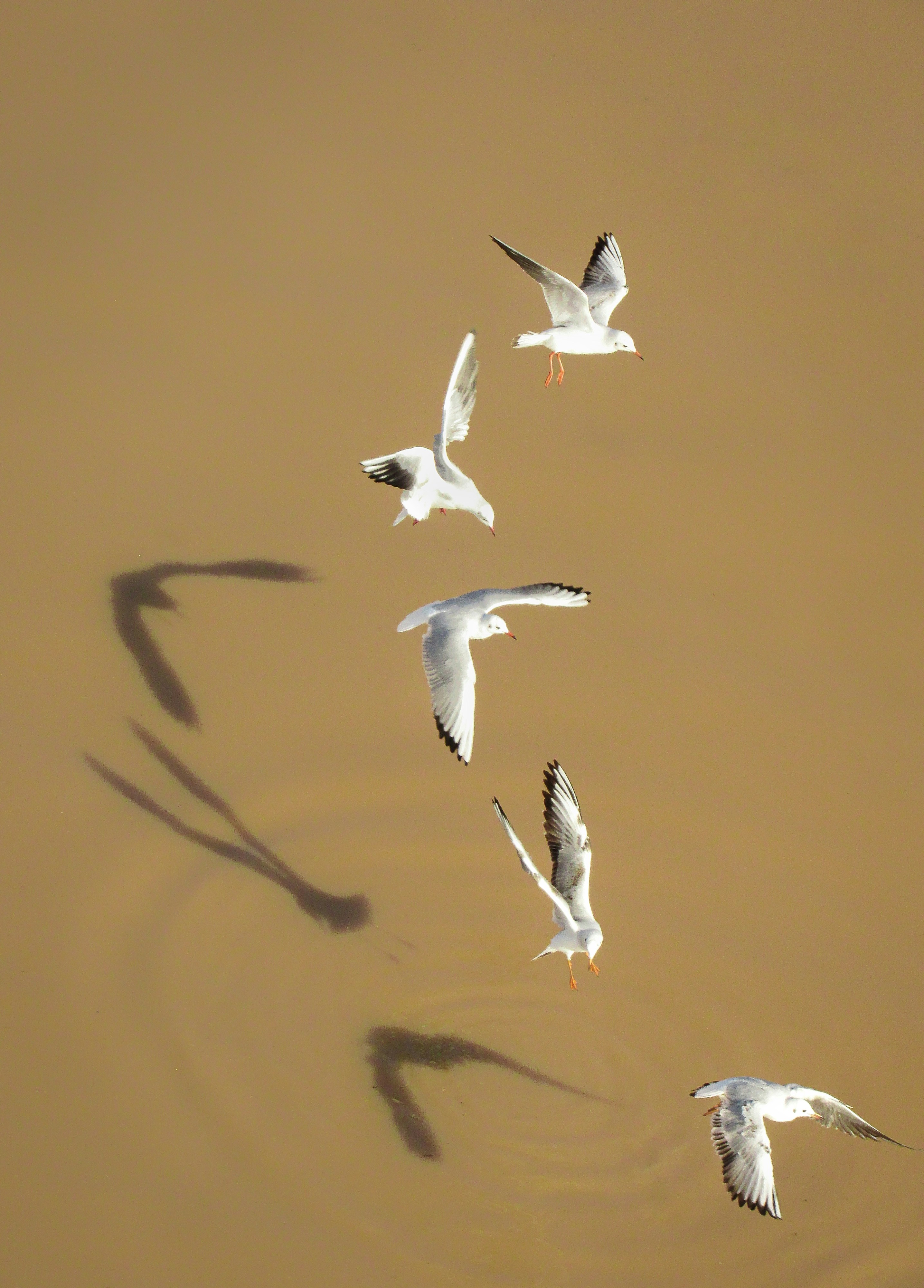 A flock of birds flying over a body of water photo – Free استان تهران ...