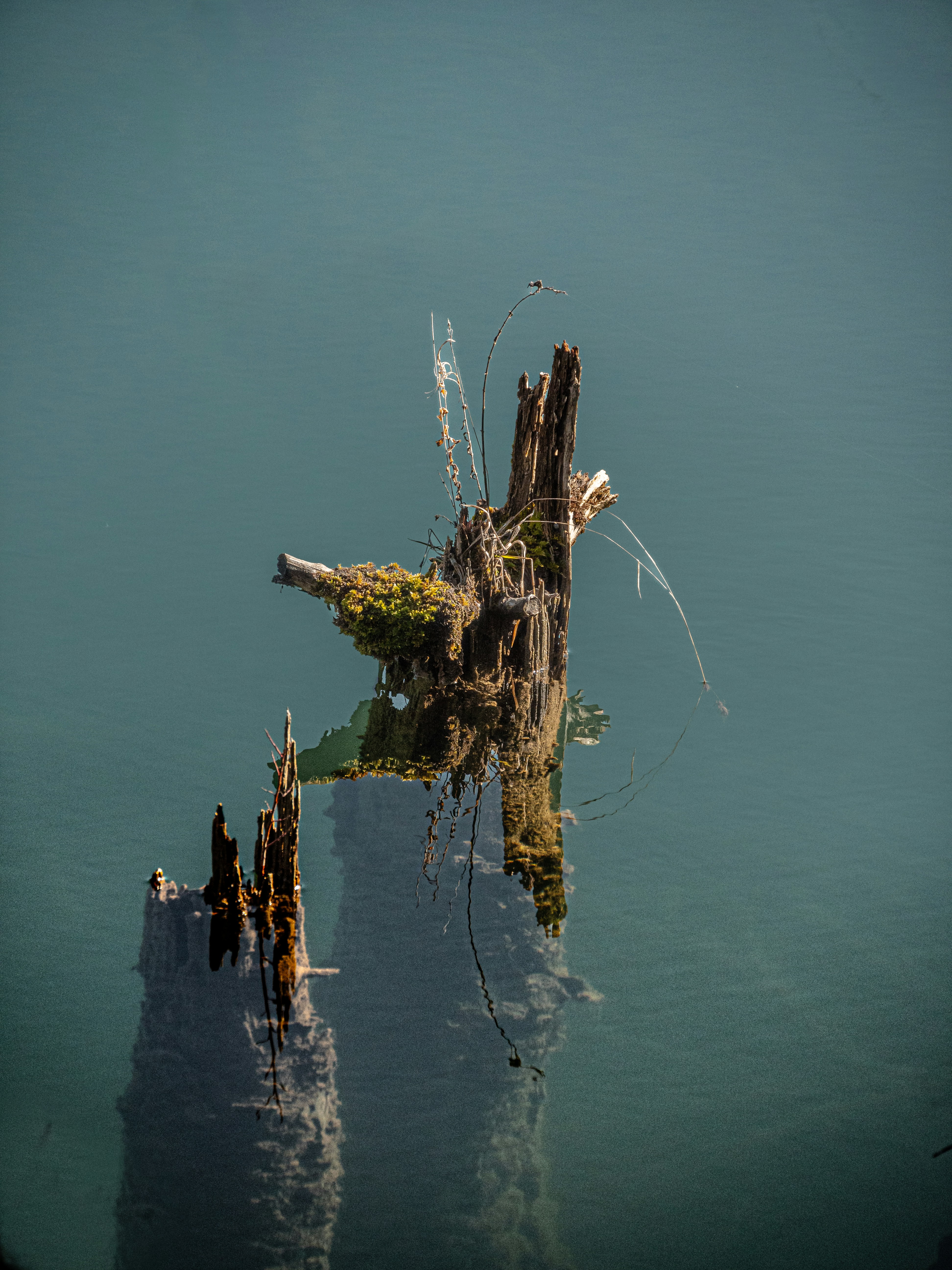 a bird is perched on a tree stump in the water