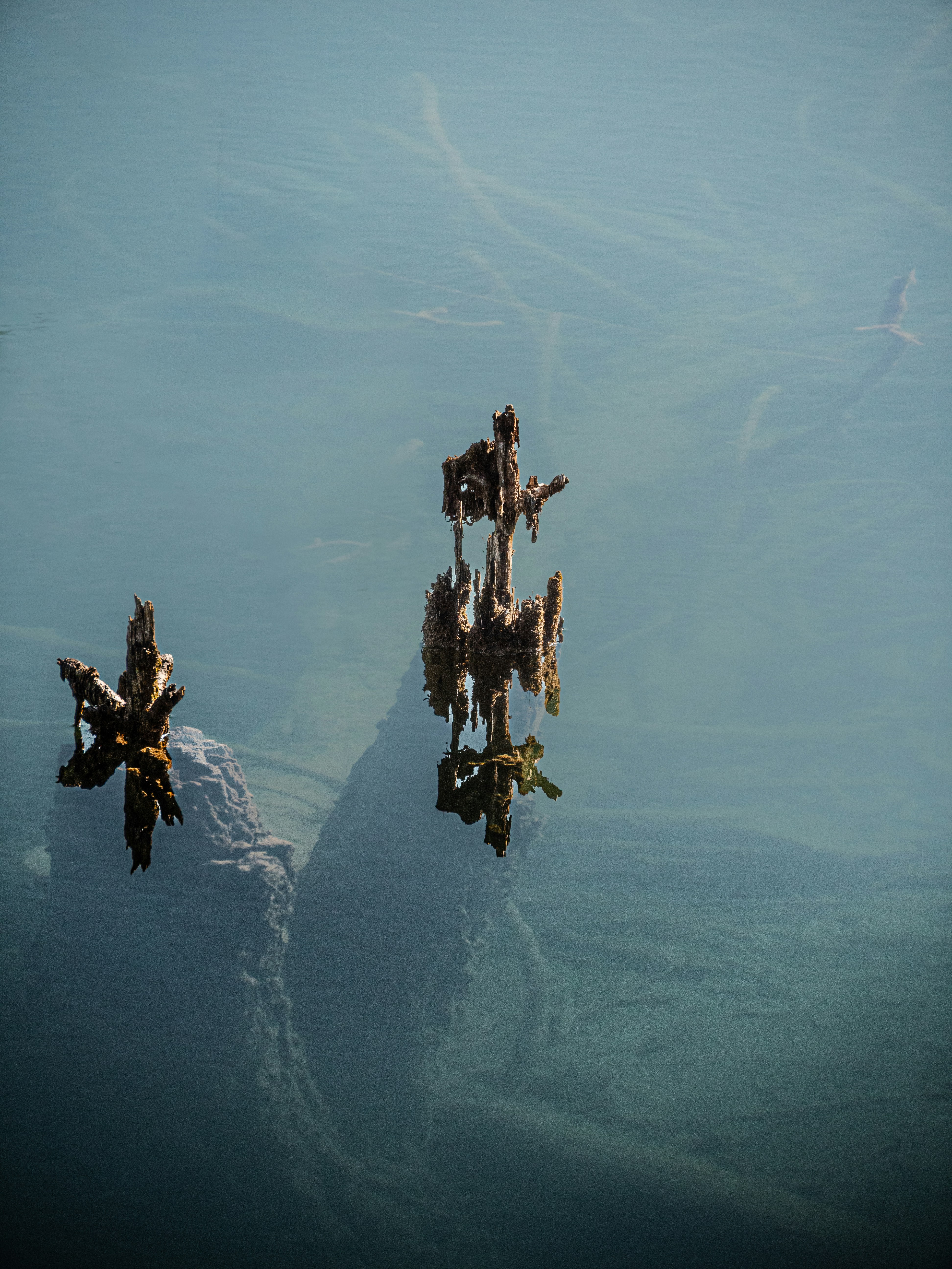 Reflected Relics: Weathered Stumps Lifting from the Turquoise Lake