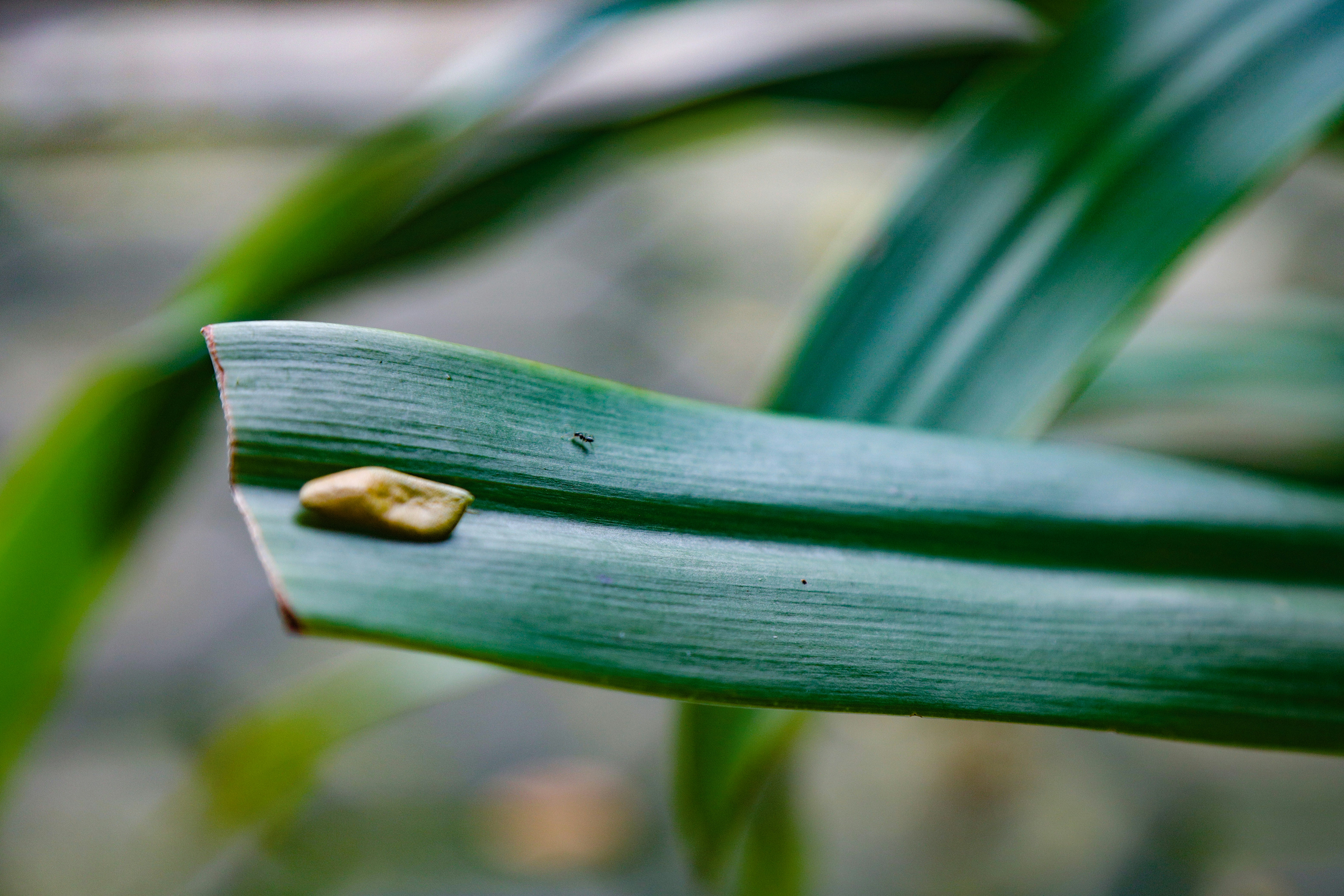 Tiny Seed on a Leaf Edge: a Micro Portrait in Soft Blur