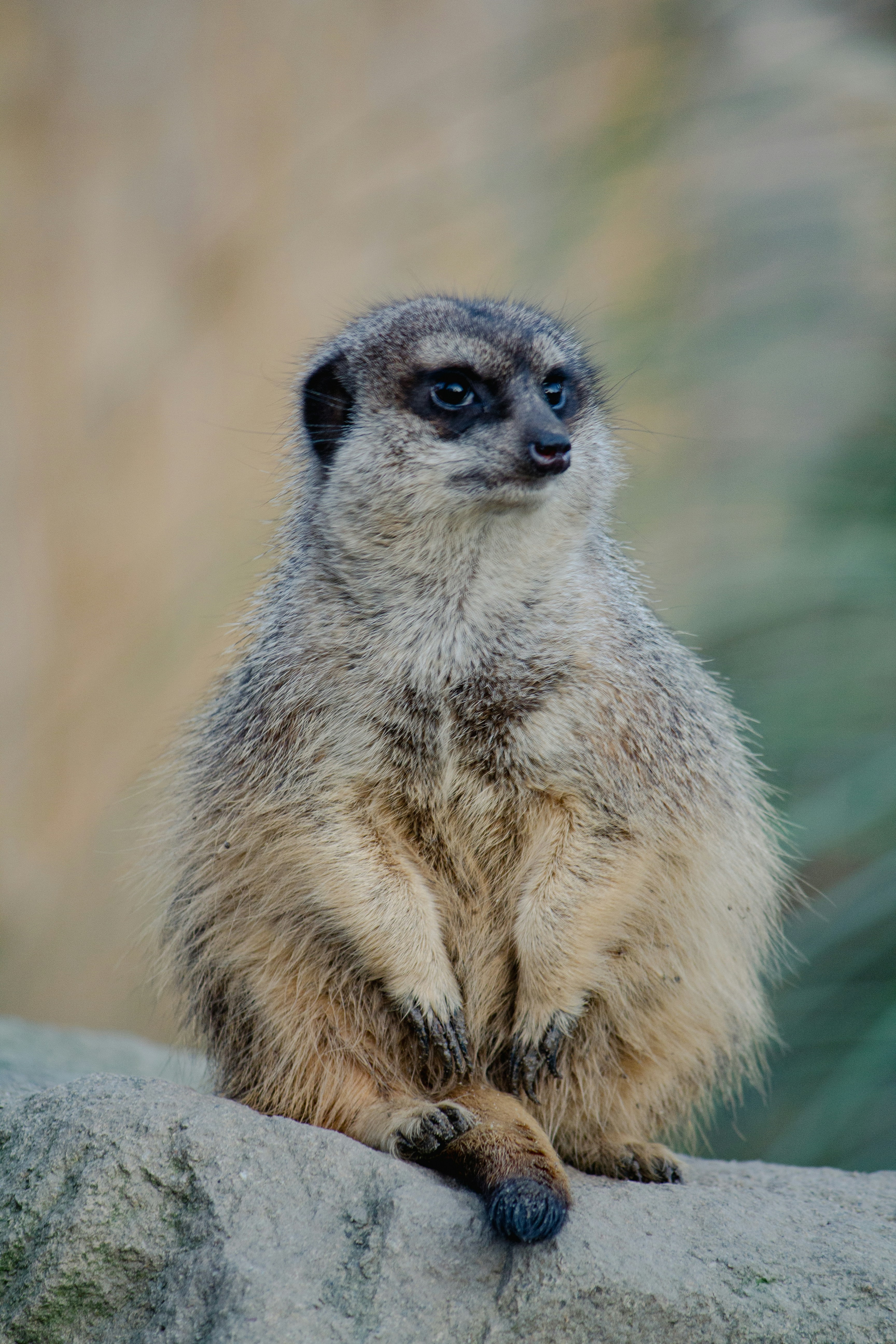 A small animal sitting on top of a rock photo – Free Edinburgh Image on ...