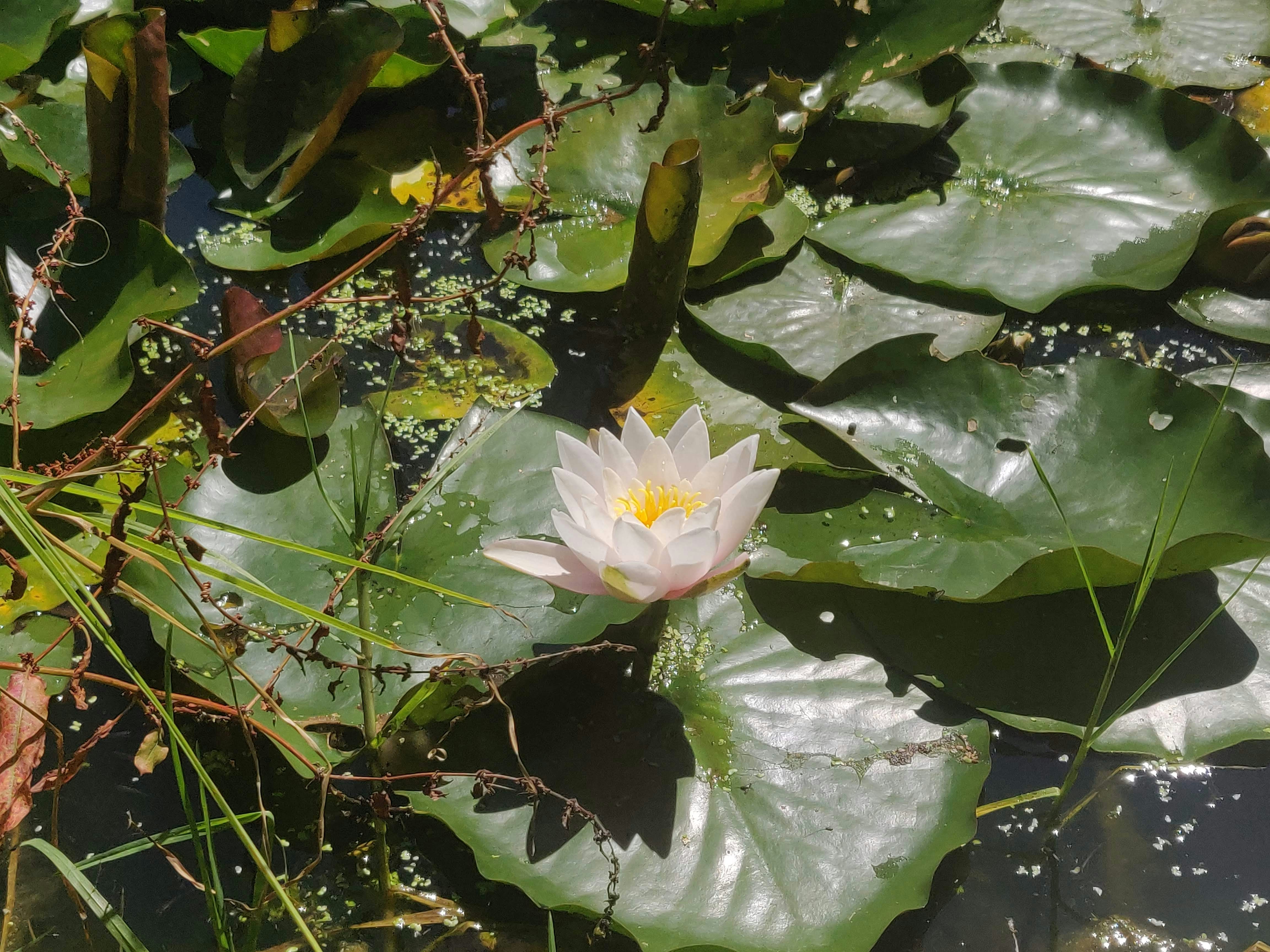 Delicate white water lily blooming on a tranquil pond, surrounded by lush green leaves and soft reflections. 