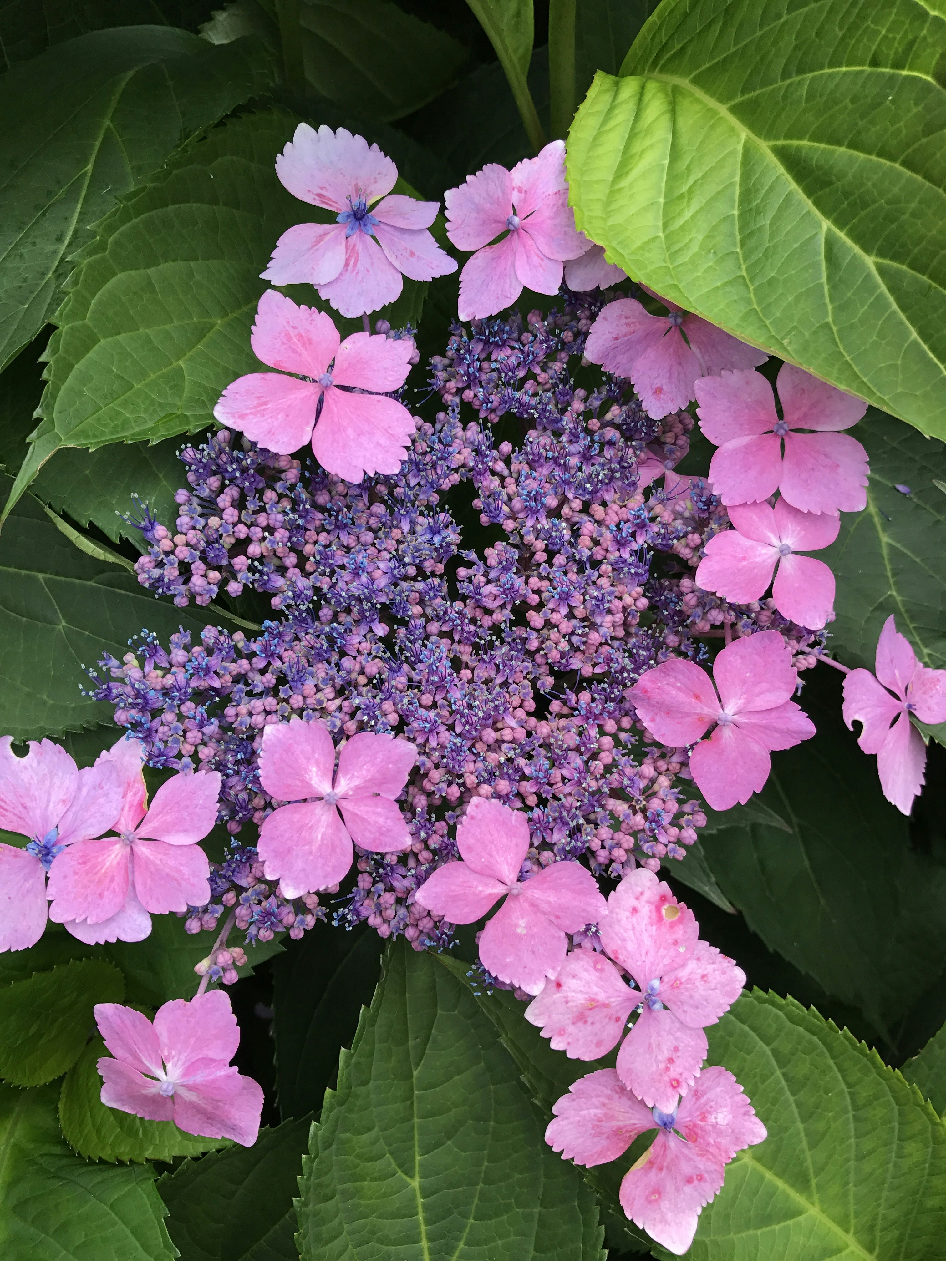 Central Lacework: Pink Hydrangea Bloom Enclosing a Violet Core