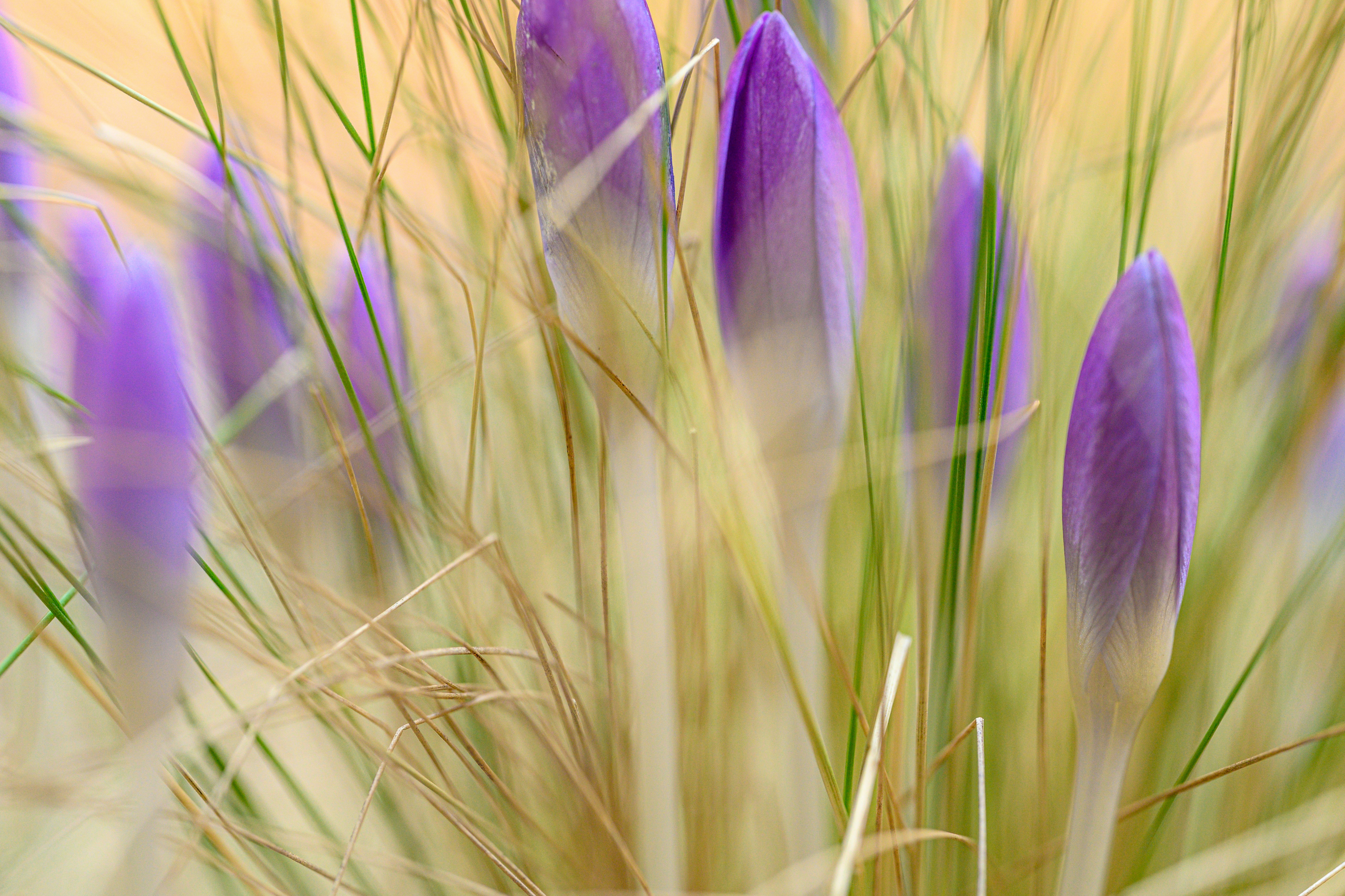 a bunch of purple flowers that are in the grass