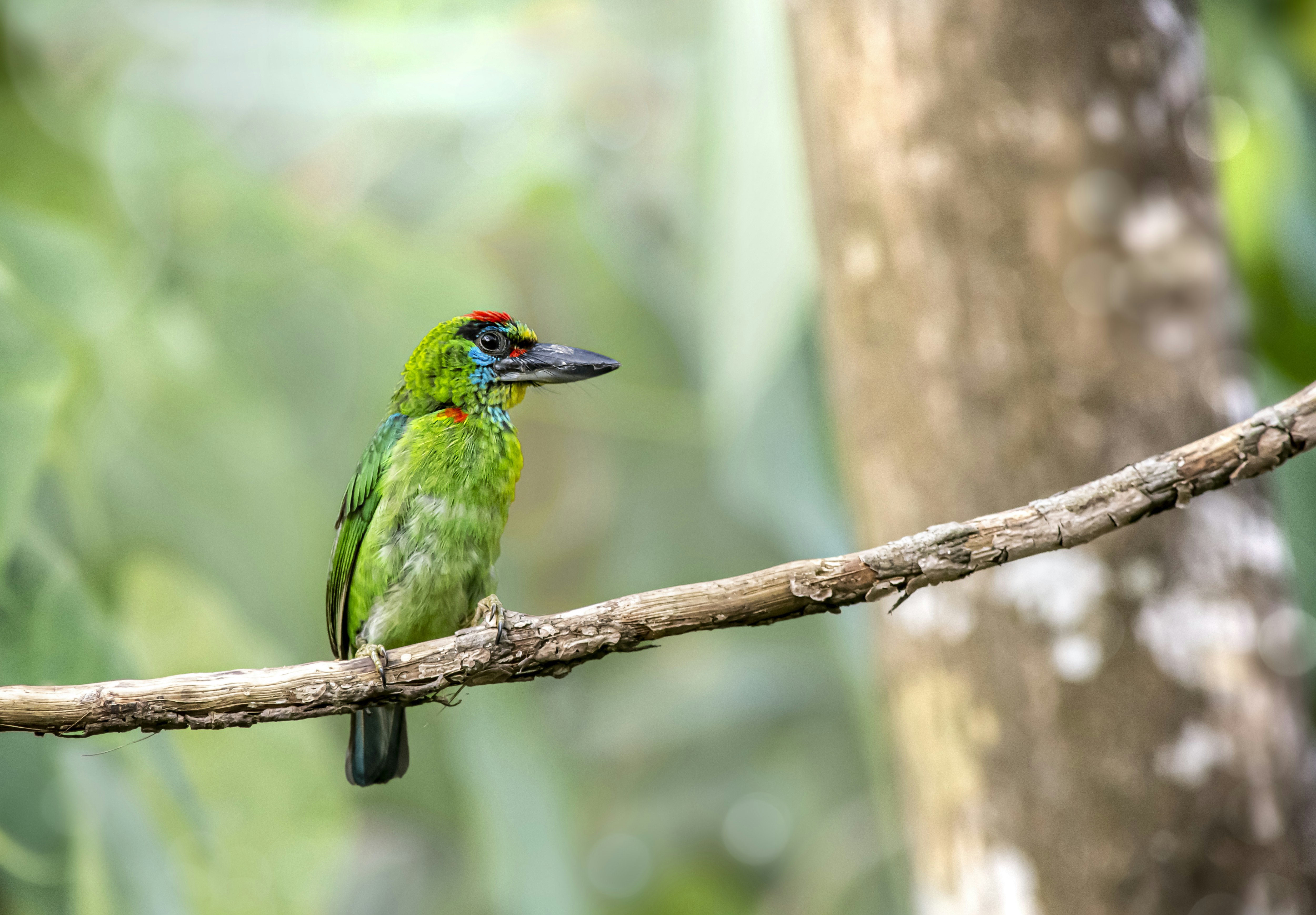 A small green bird sitting on a branch photo – Free Ao nang Image on ...