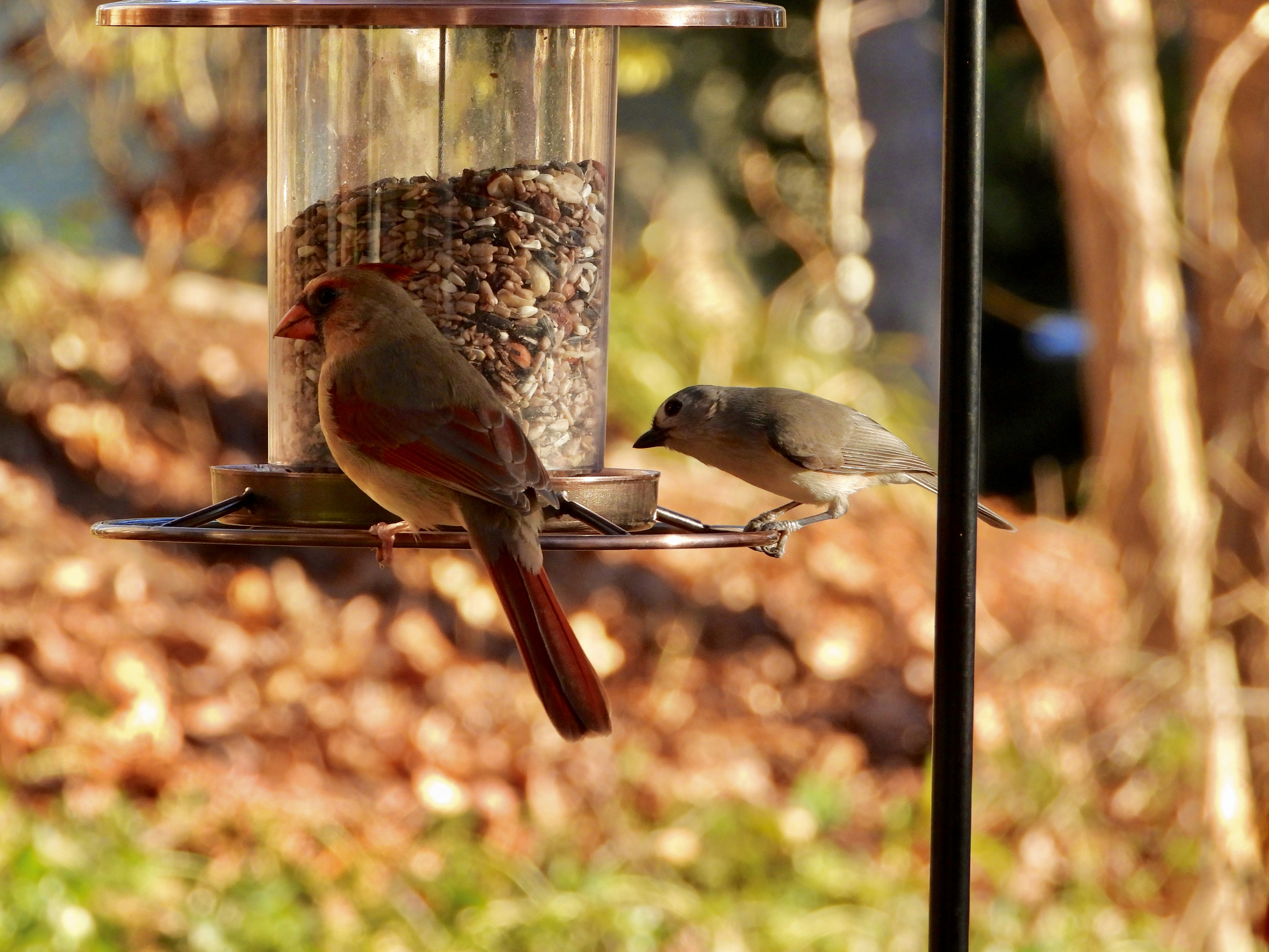 a couple of birds that are on a bird feeder