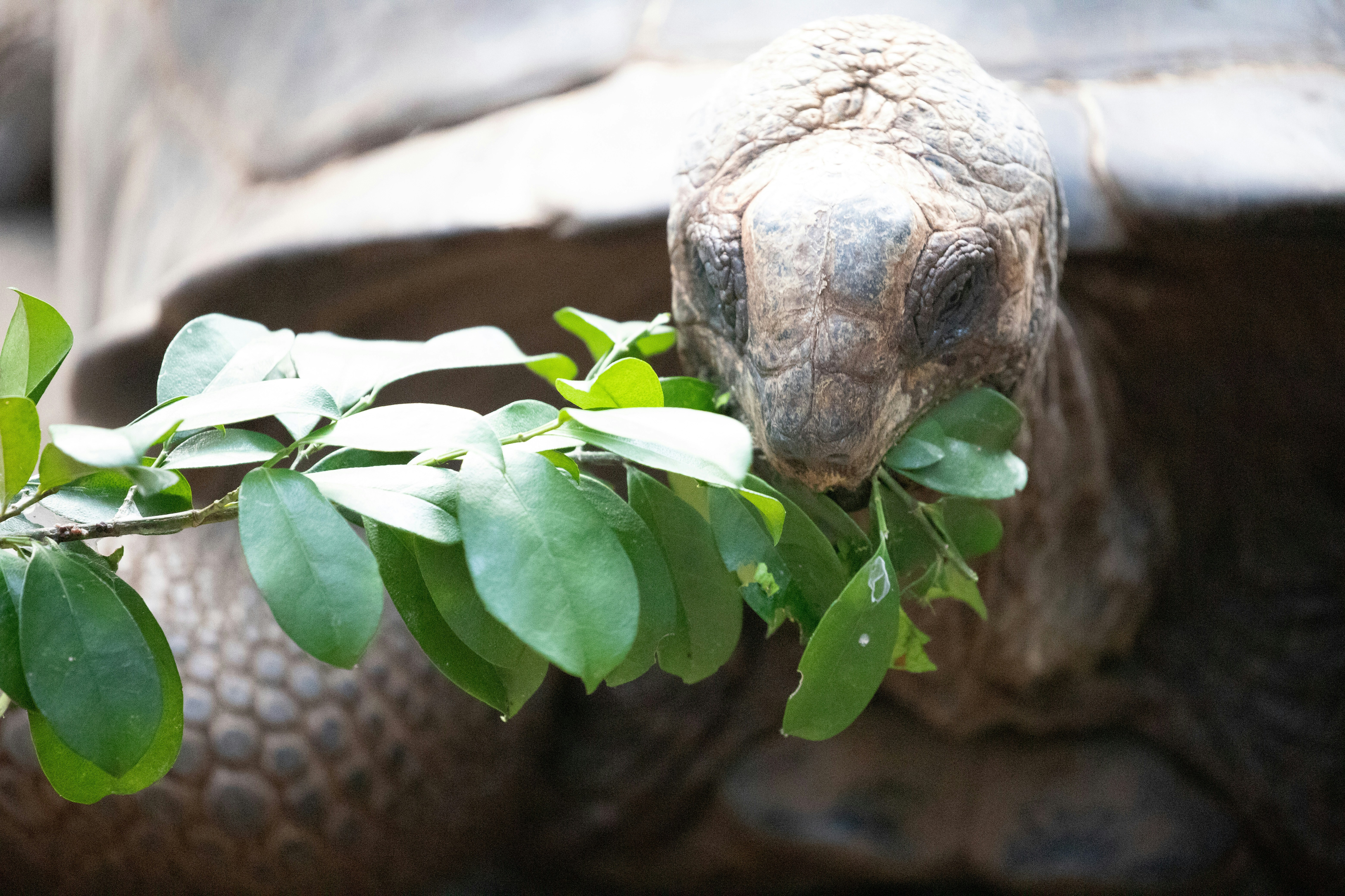 Gentle Gaze: Tortoise in Quiet Foliage