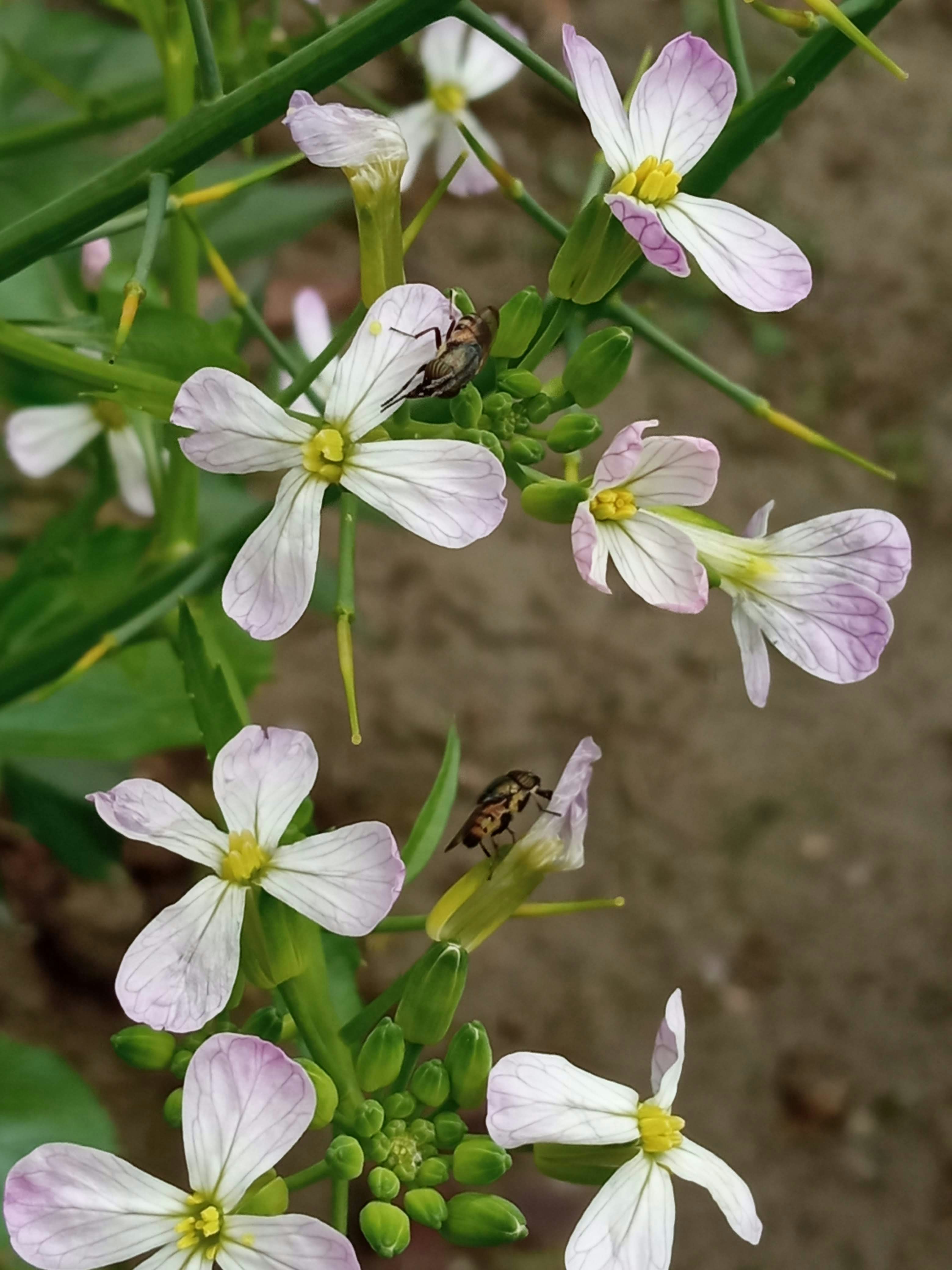 Close-up of white flowers with lavender veining and yellow centers, a small insect resting on a bloom amid green stems. The scene captures a delicate moment of pollinator activity.