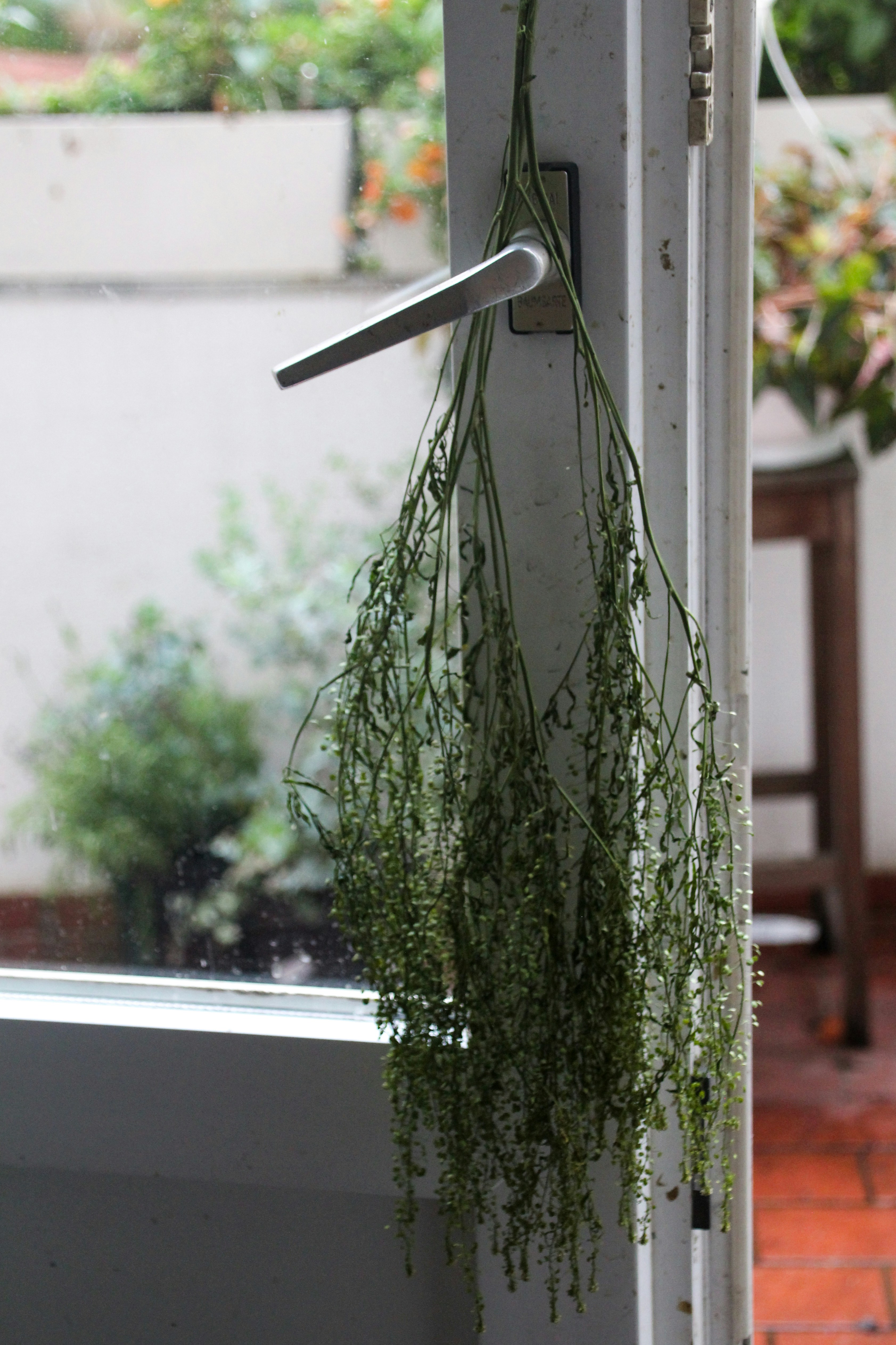 Green Veil Draped Over a Glass Door Frame