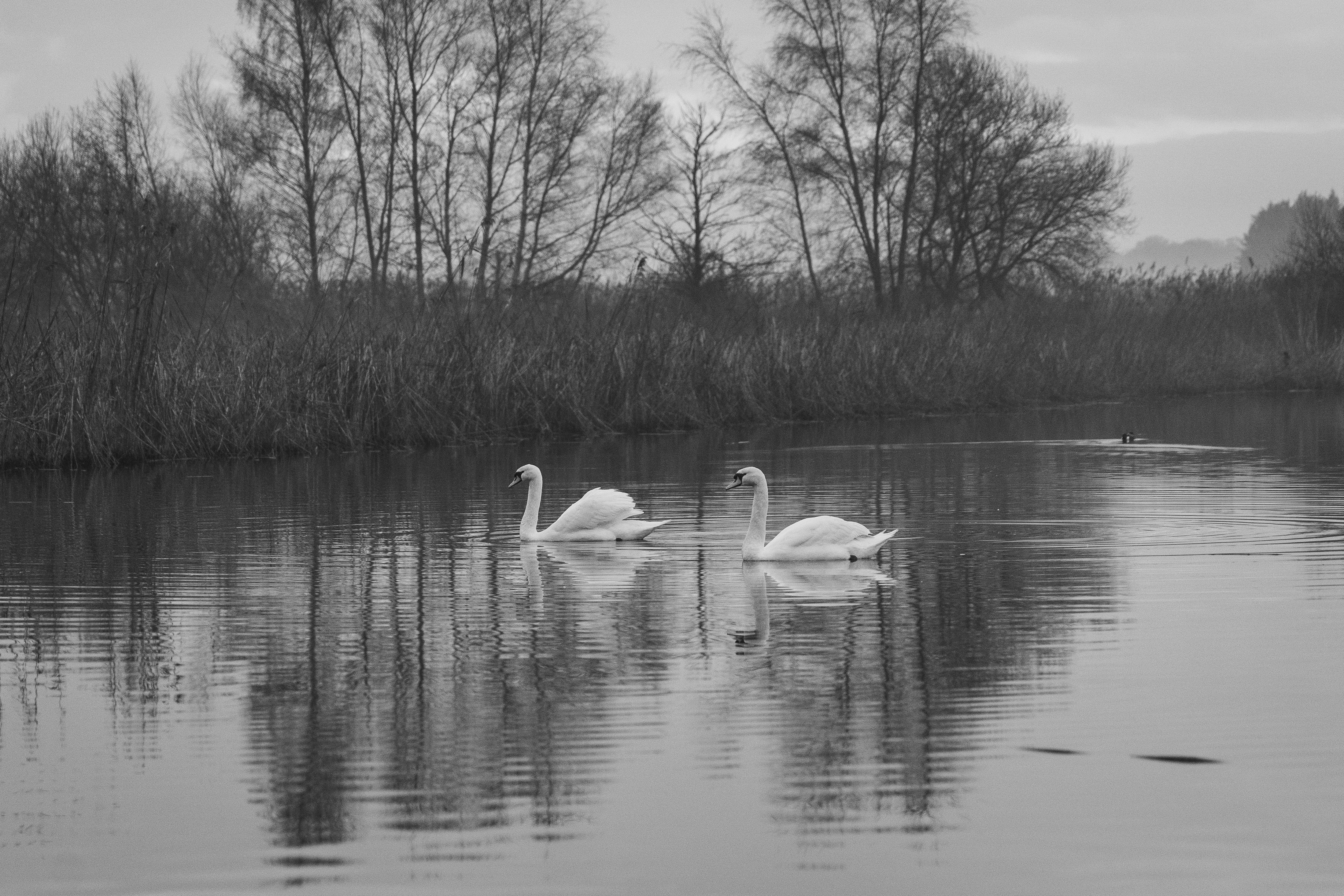Two swans glide gracefully across a tranquil, reflective water surface, framed by soft silhouettes of trees in the background.
