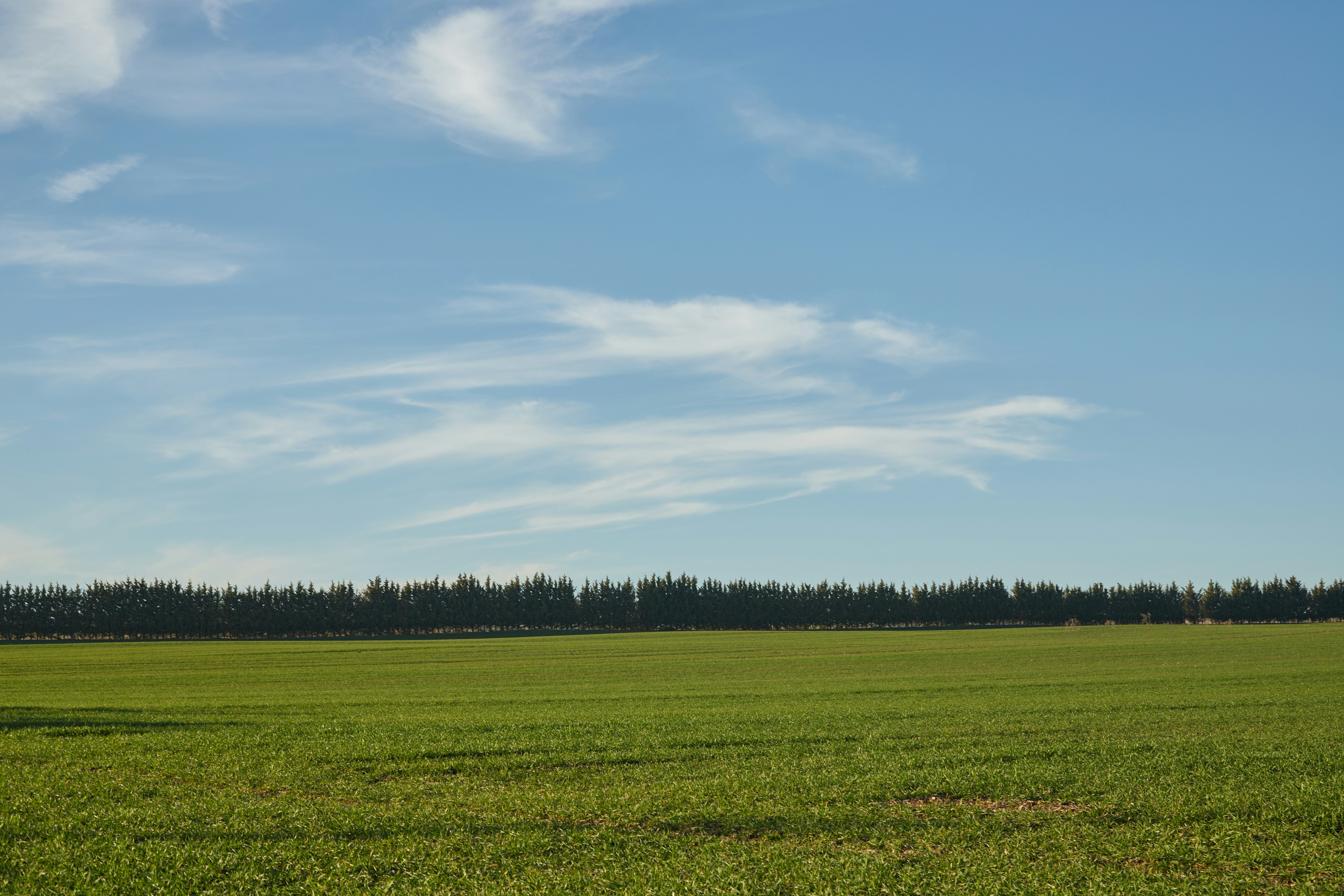 Foto zum Thema Ein großes offenes Feld mit Bäumen im Hintergrund ...
