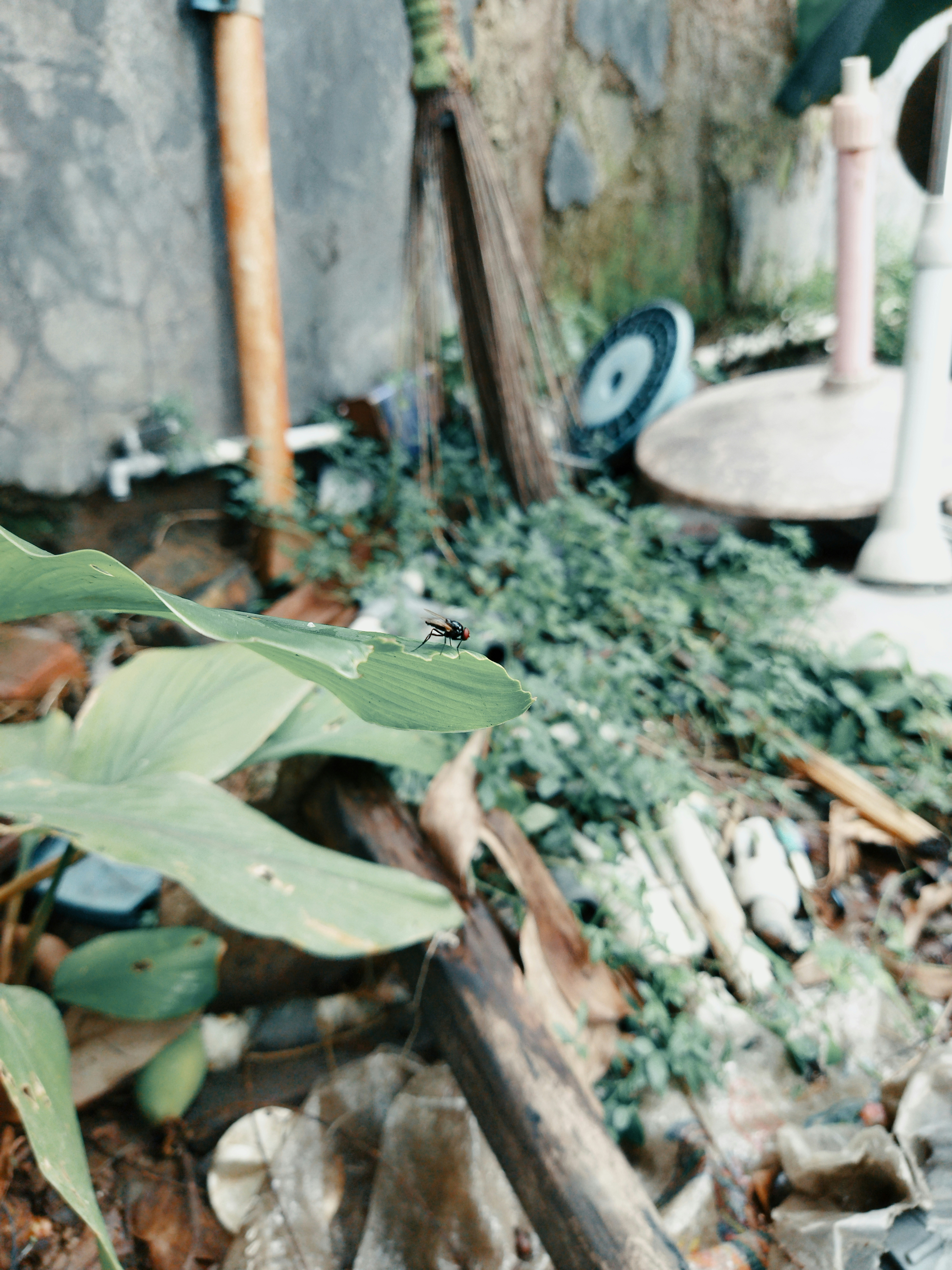 A small fly perched on a leaf amidst a cluttered backdrop of greenery and debris, highlighting the contrast between nature and human-made items.