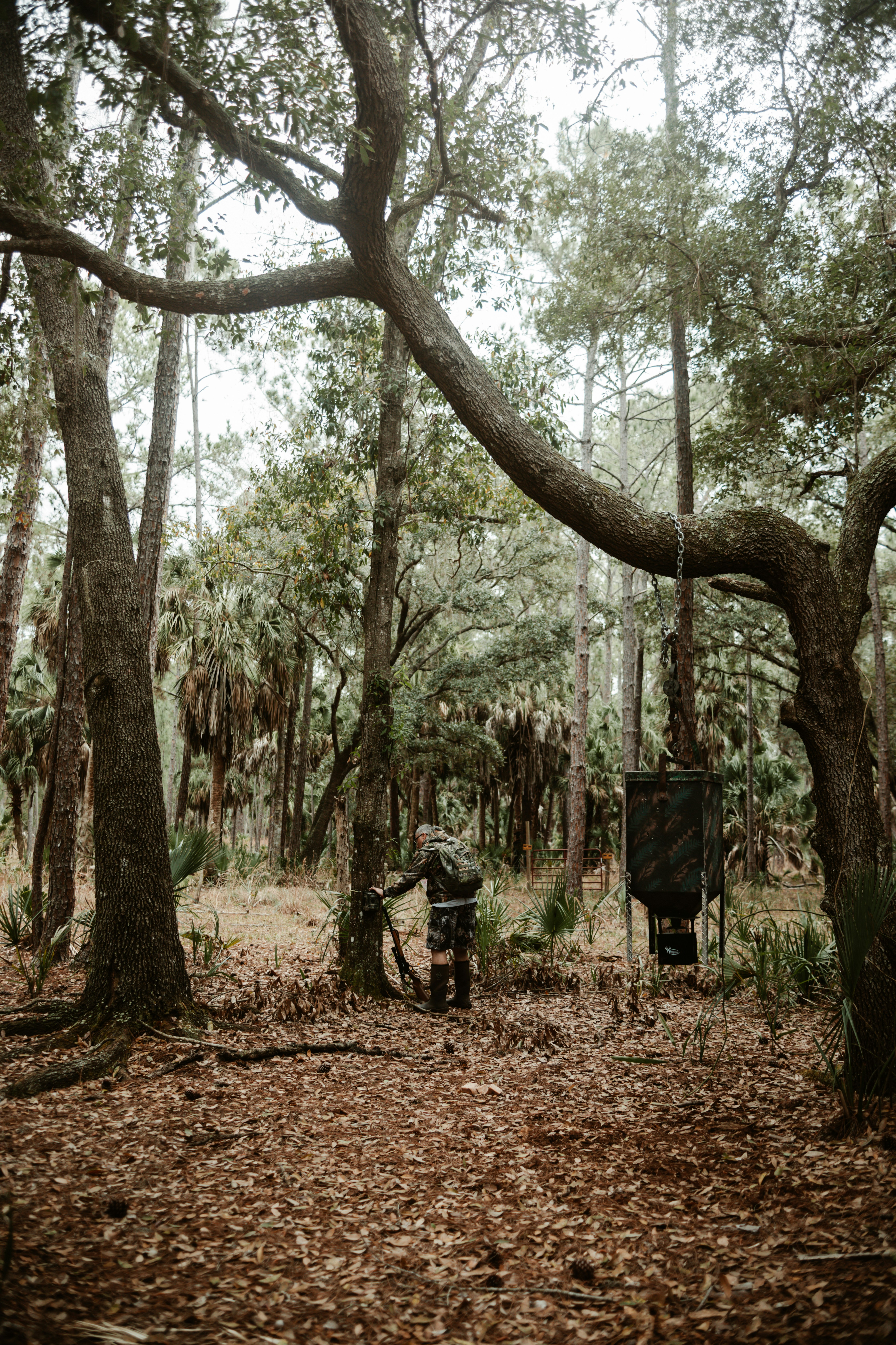 Camouflaged Sentinel Under a Lichen-Kissed Branch in a Mossy Pine Forest