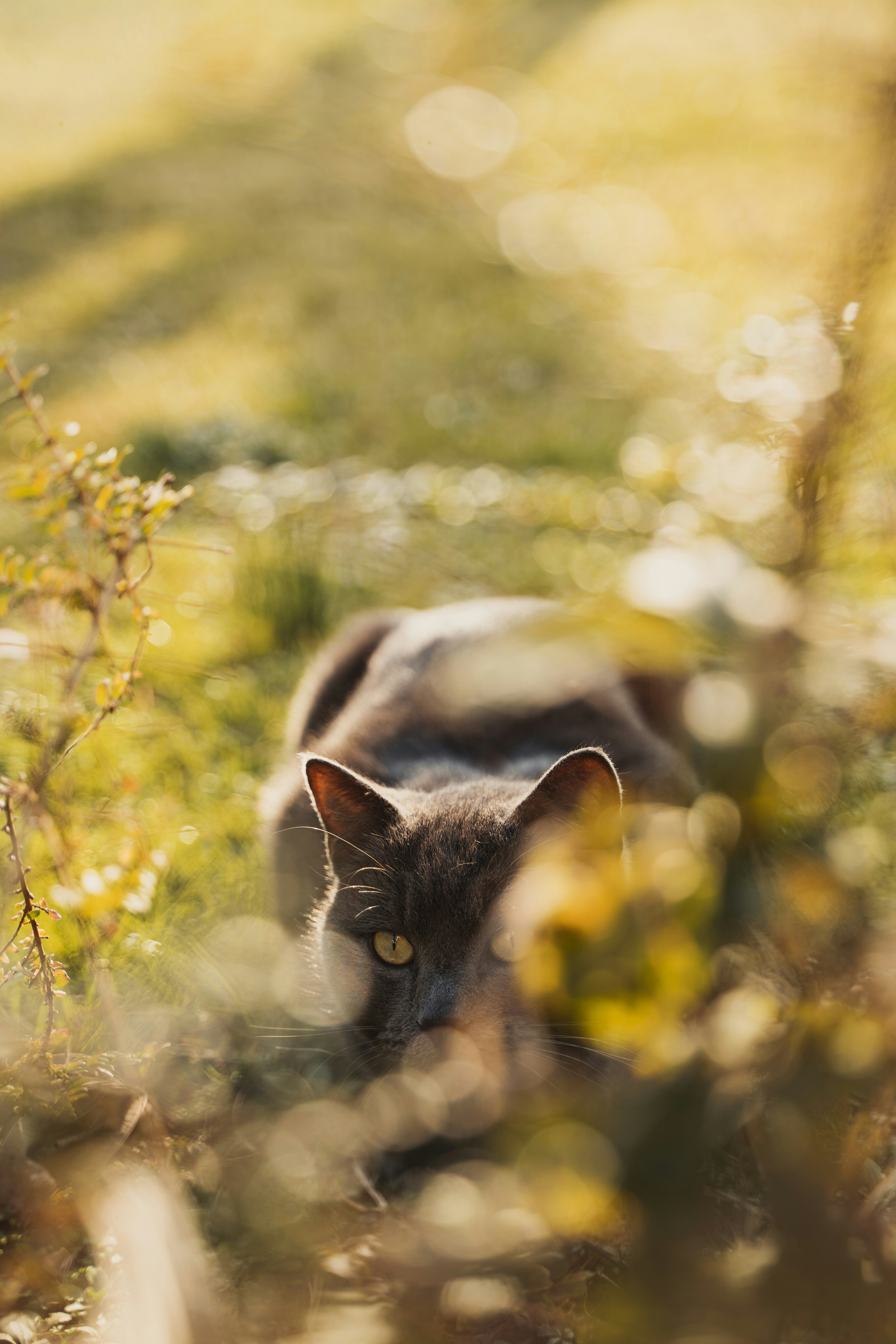 Golden Hour Watcher: A Cat Peeks Through Dappled Grass