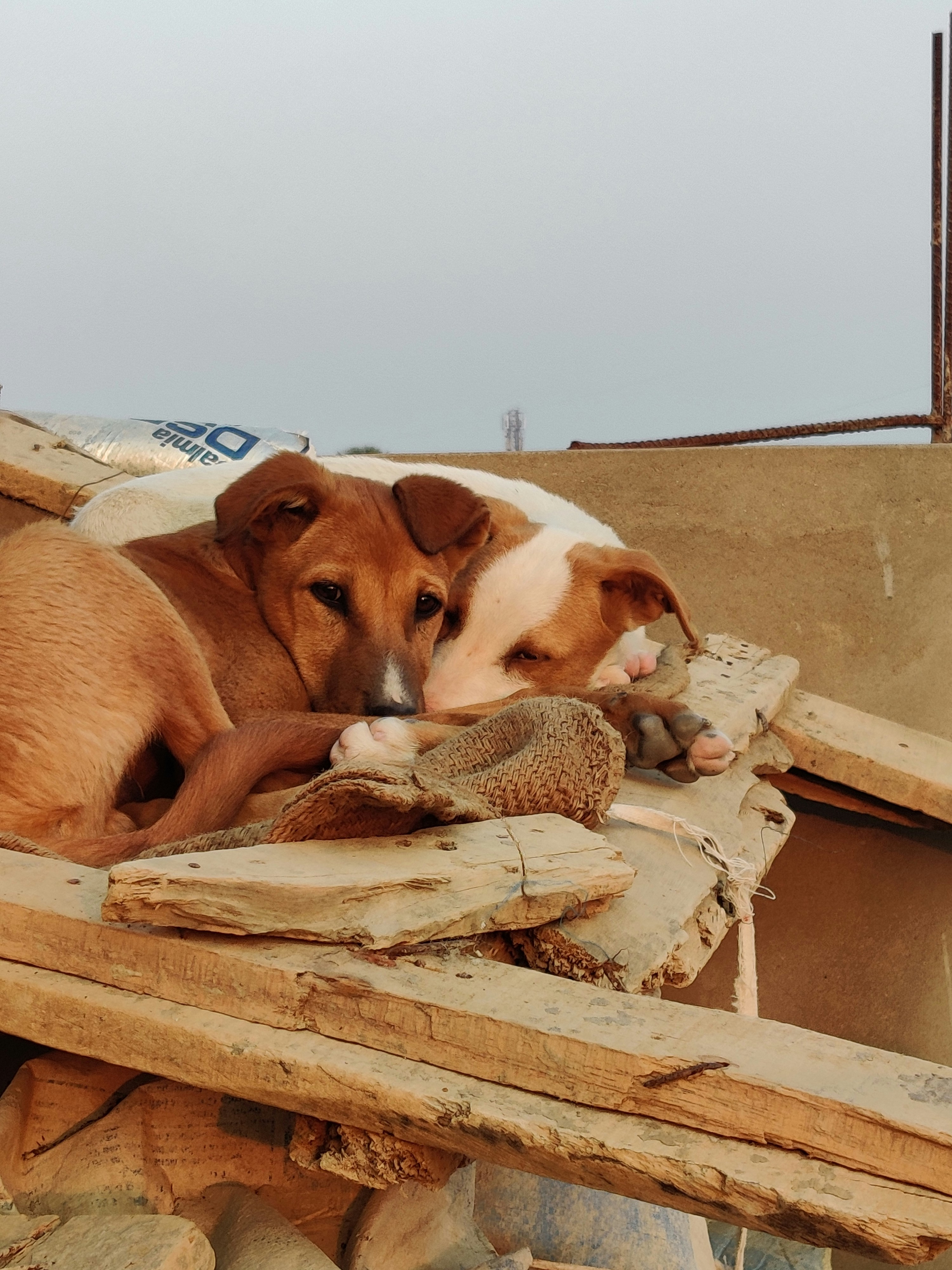 Two dogs curled up together on a makeshift wooden platform, showcasing their bond in a rustic setting.