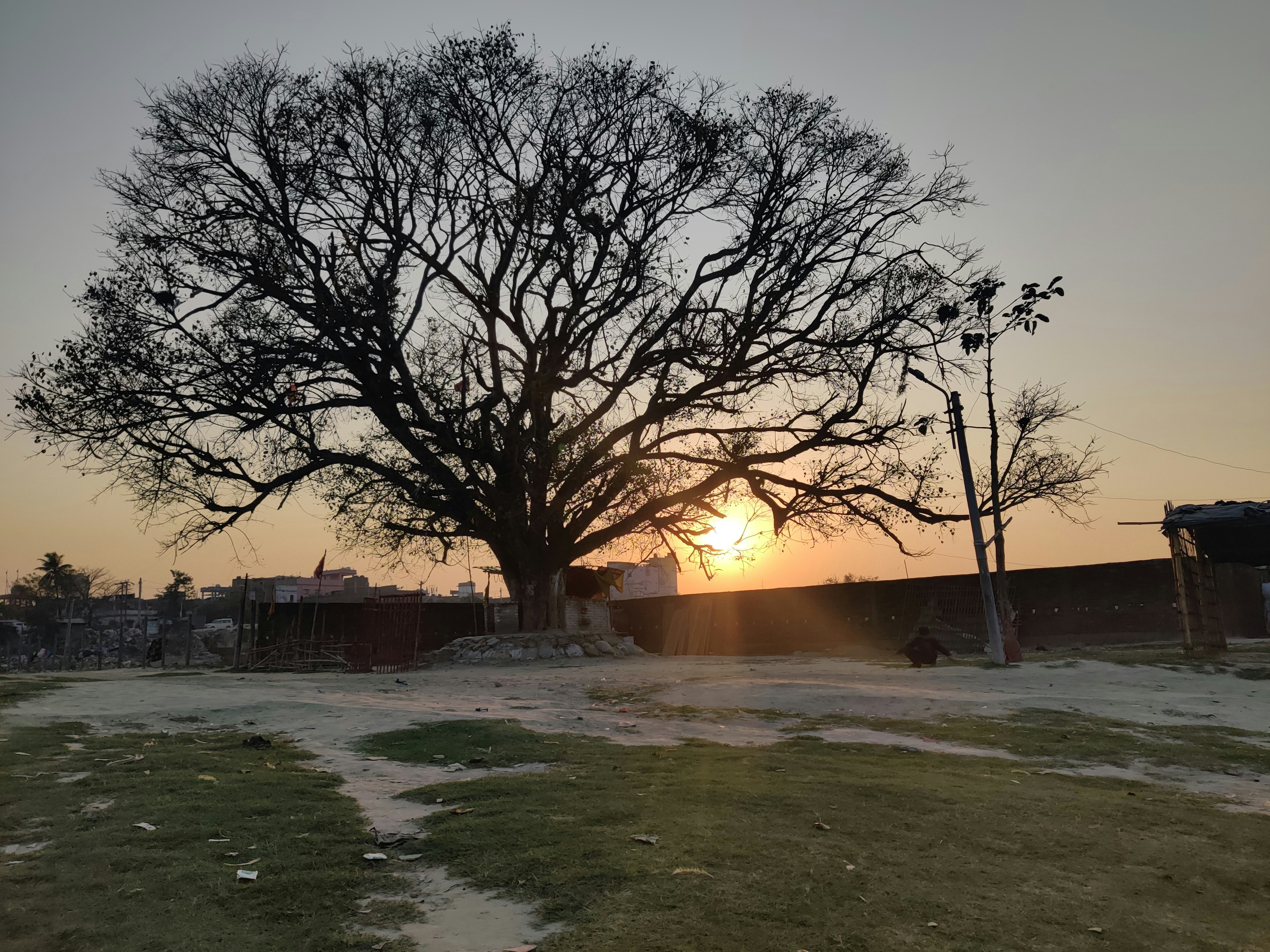 Sunset casting a warm glow behind a sprawling leafless tree in an open field.