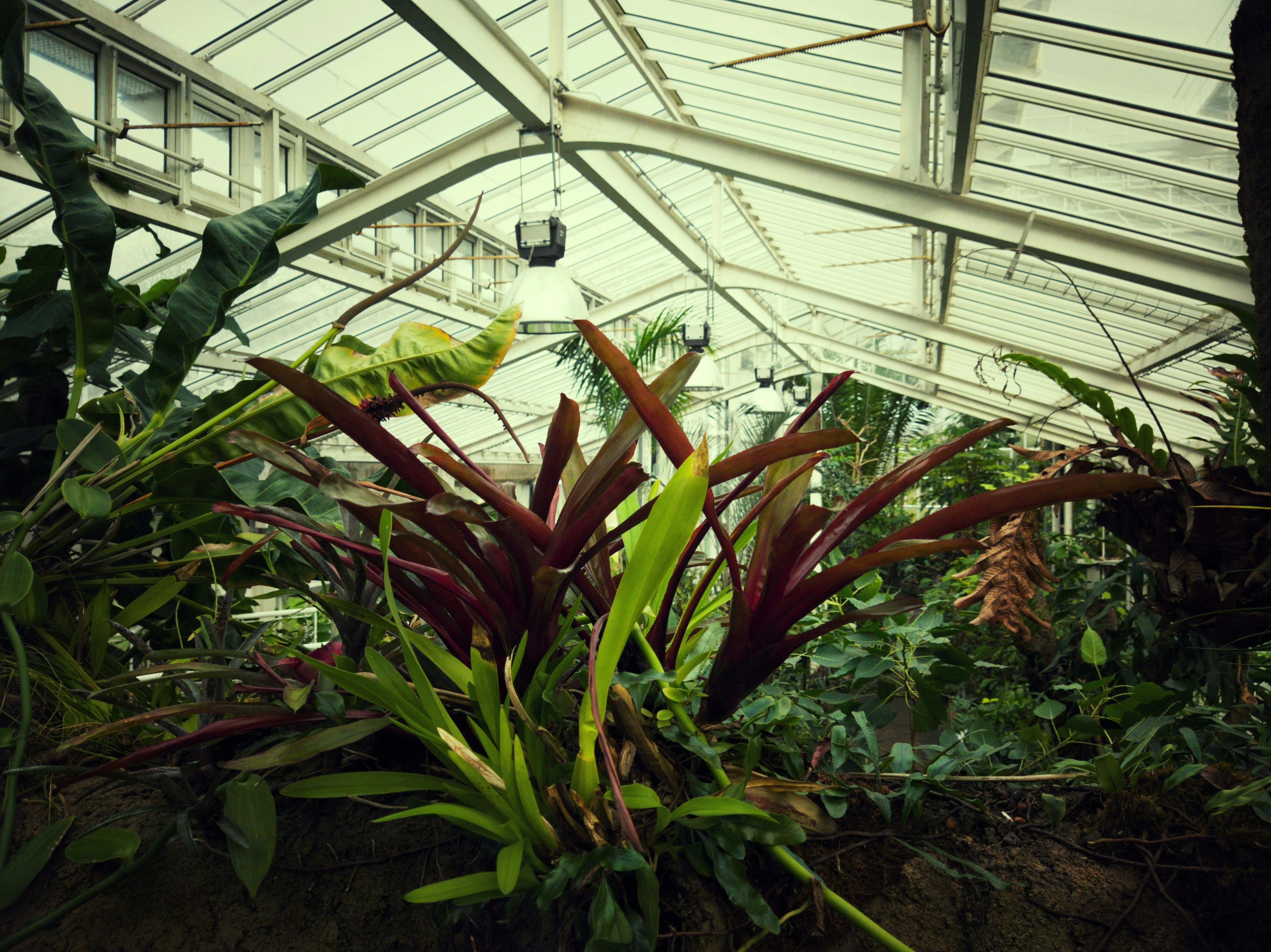 Diverse green plants thrive under the glass roof of a bustling greenhouse.