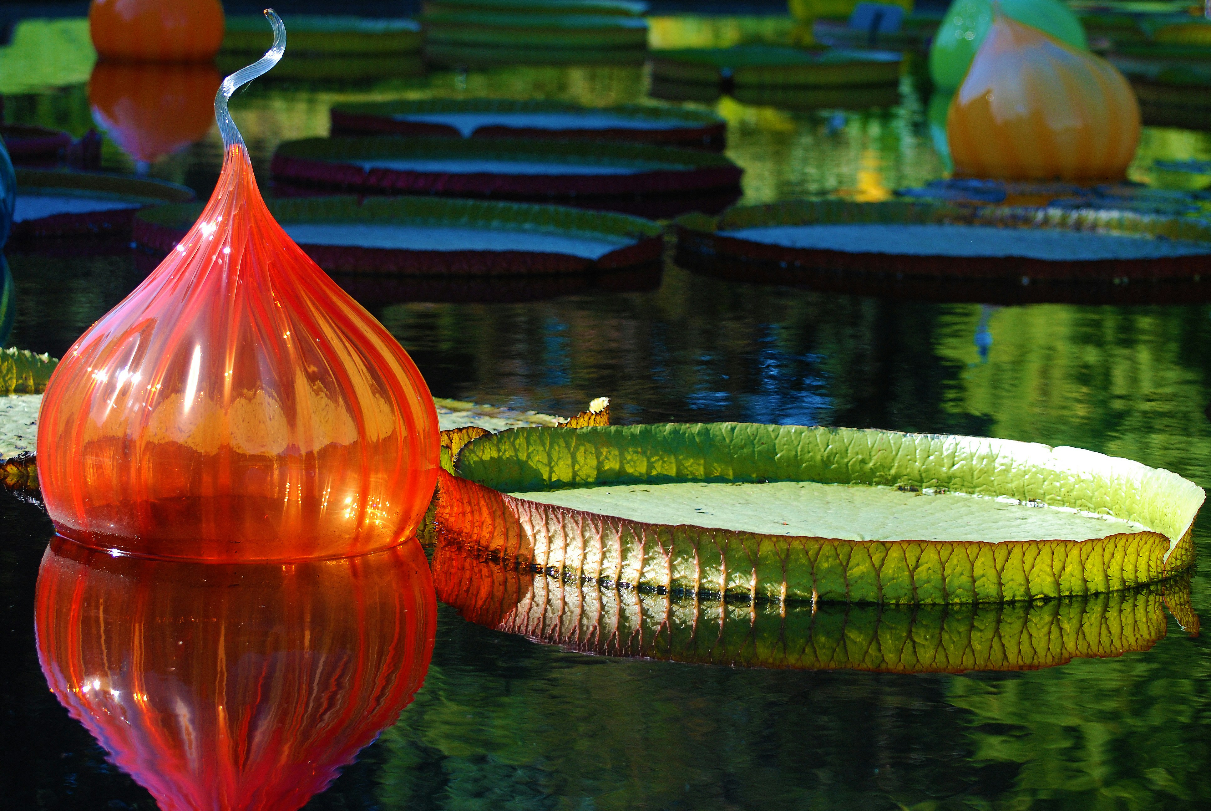 Colorful glass sculptures float among large lily pads in a reflective pond.