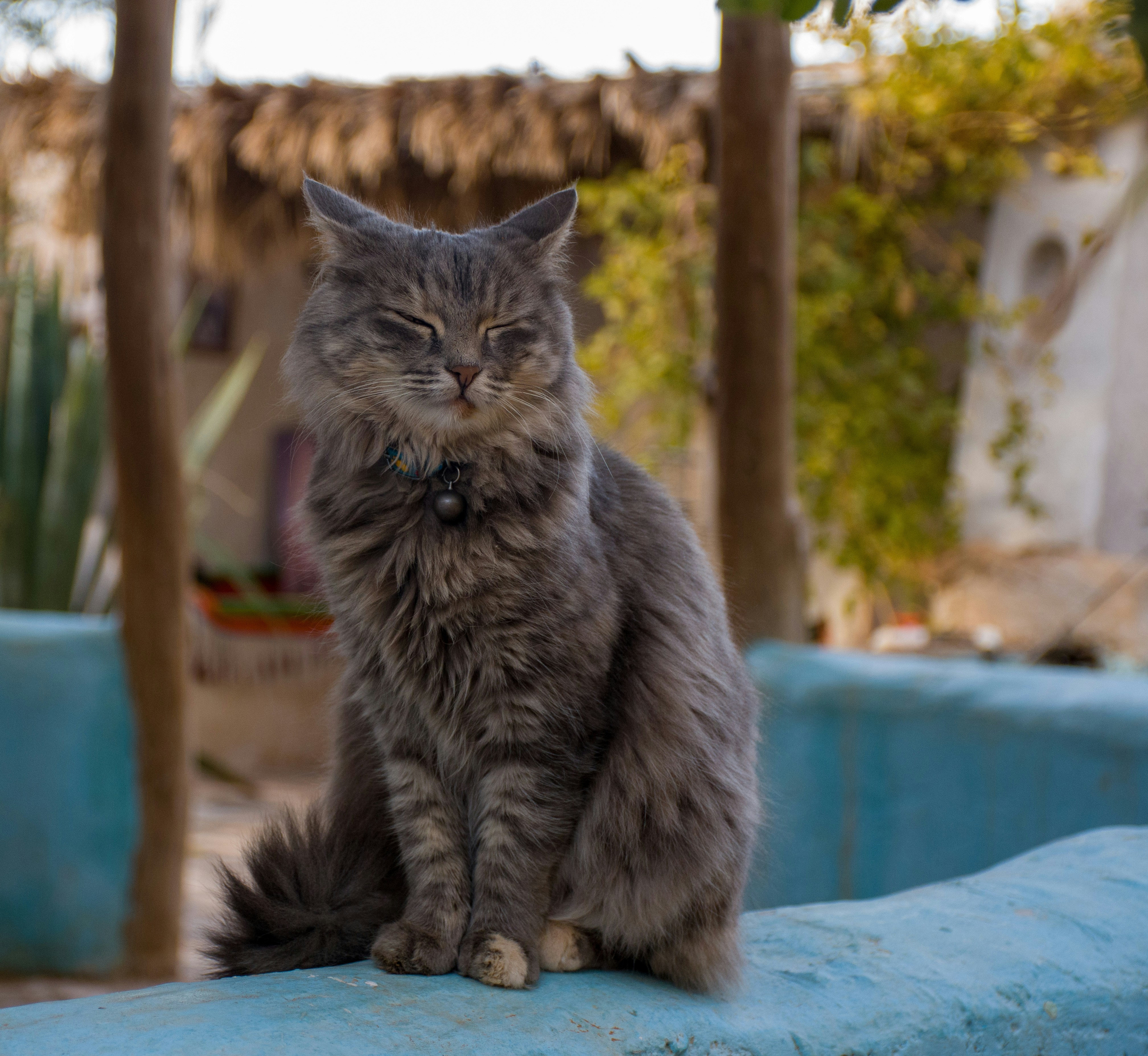 Animal welfare is a rare culture 