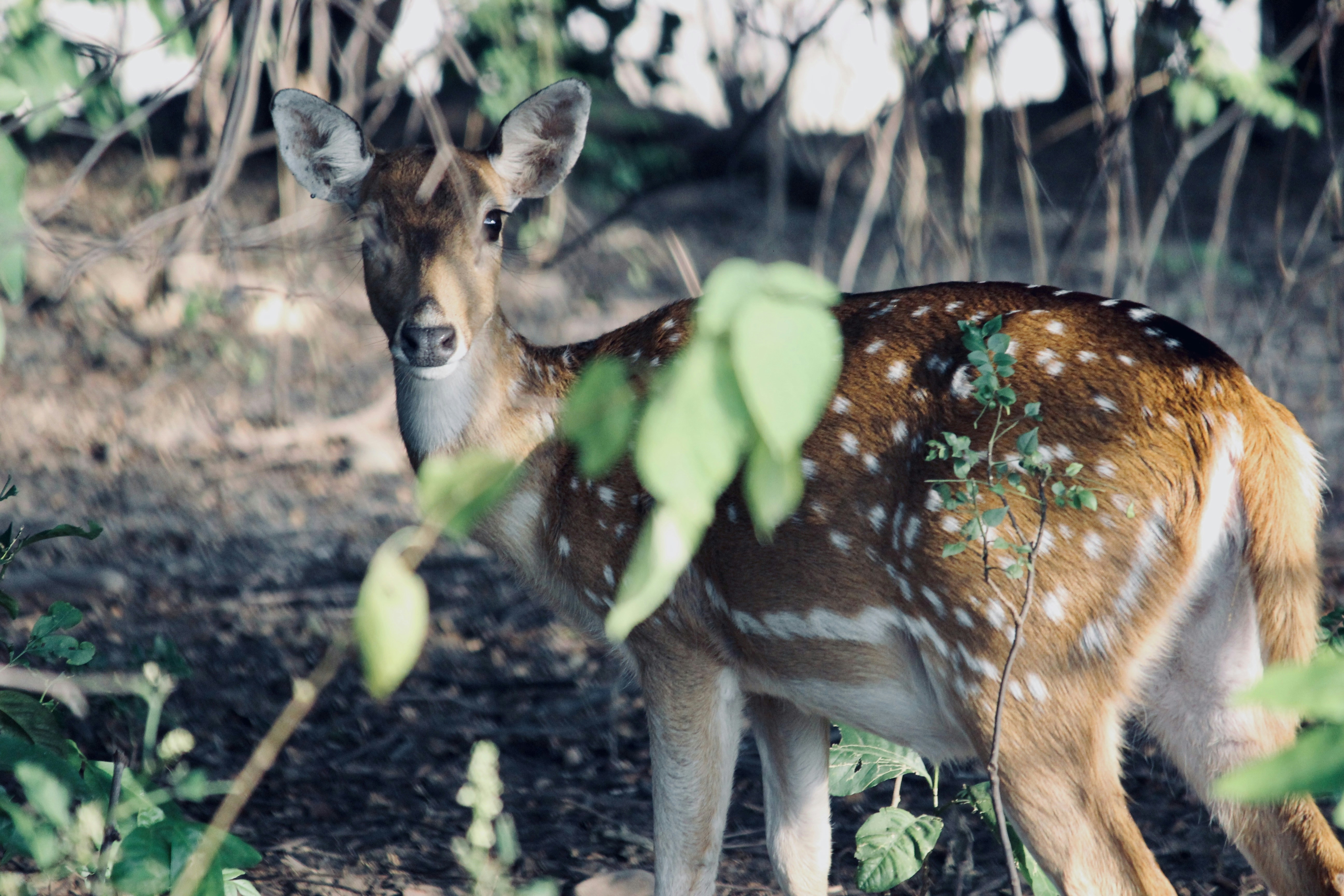Spotted deer standing amidst lush foliage, gazing curiously at the viewer. The play of light and shadows enhances the serene atmosphere.