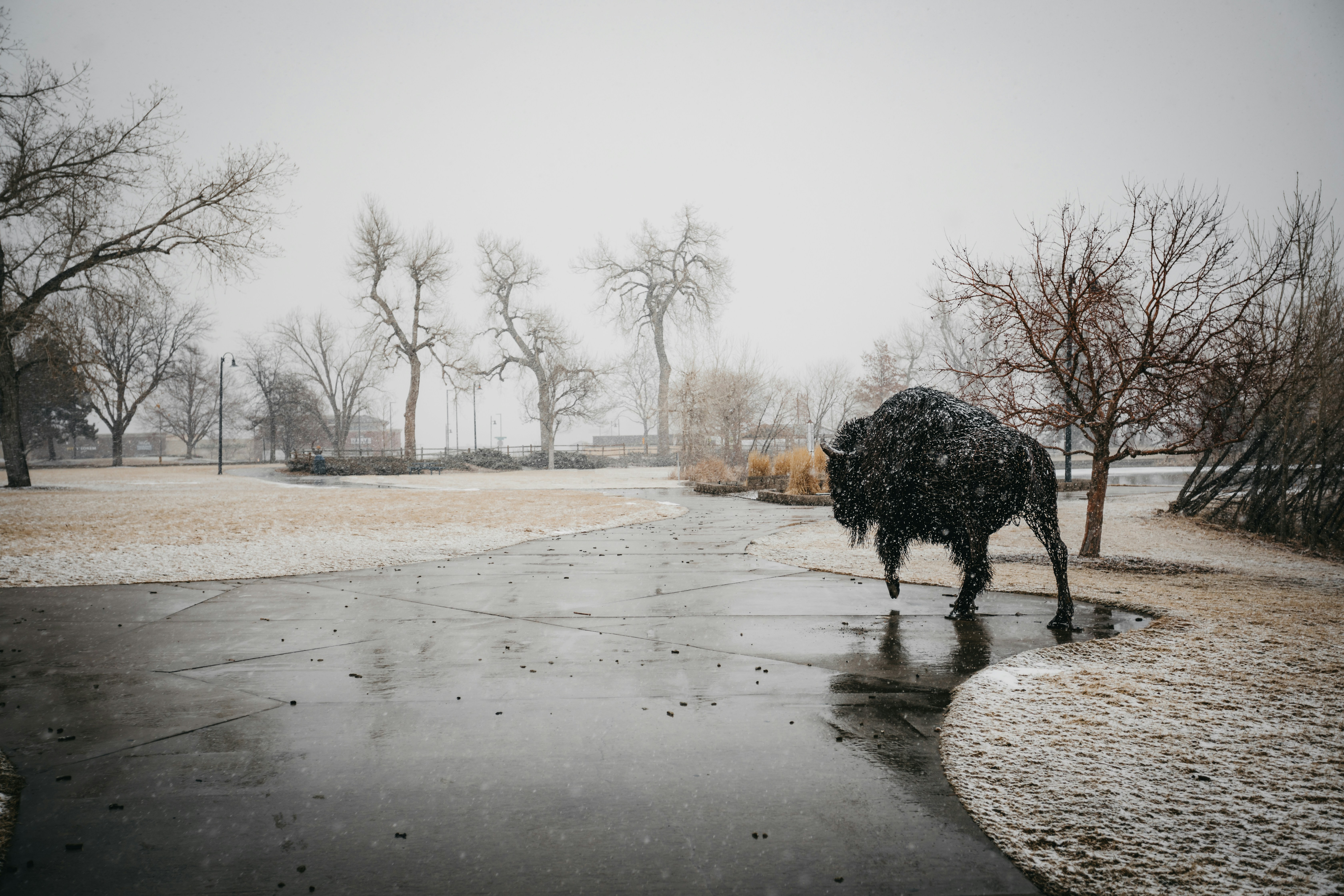 a large animal walking across a wet road