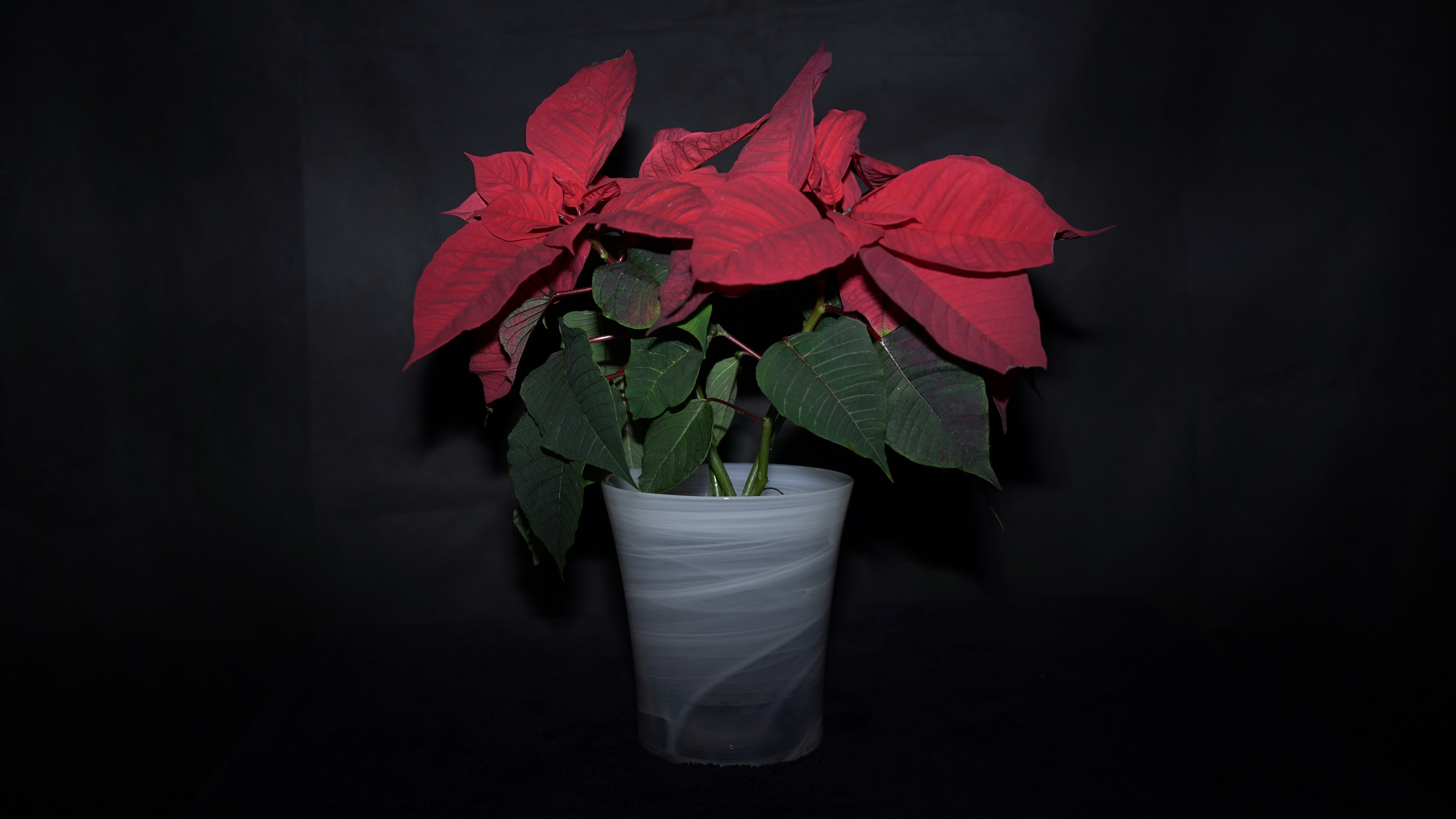 Vibrant red poinsettia plant in a textured white pot against a dark backdrop, highlighting its lush foliage and striking color contrast.