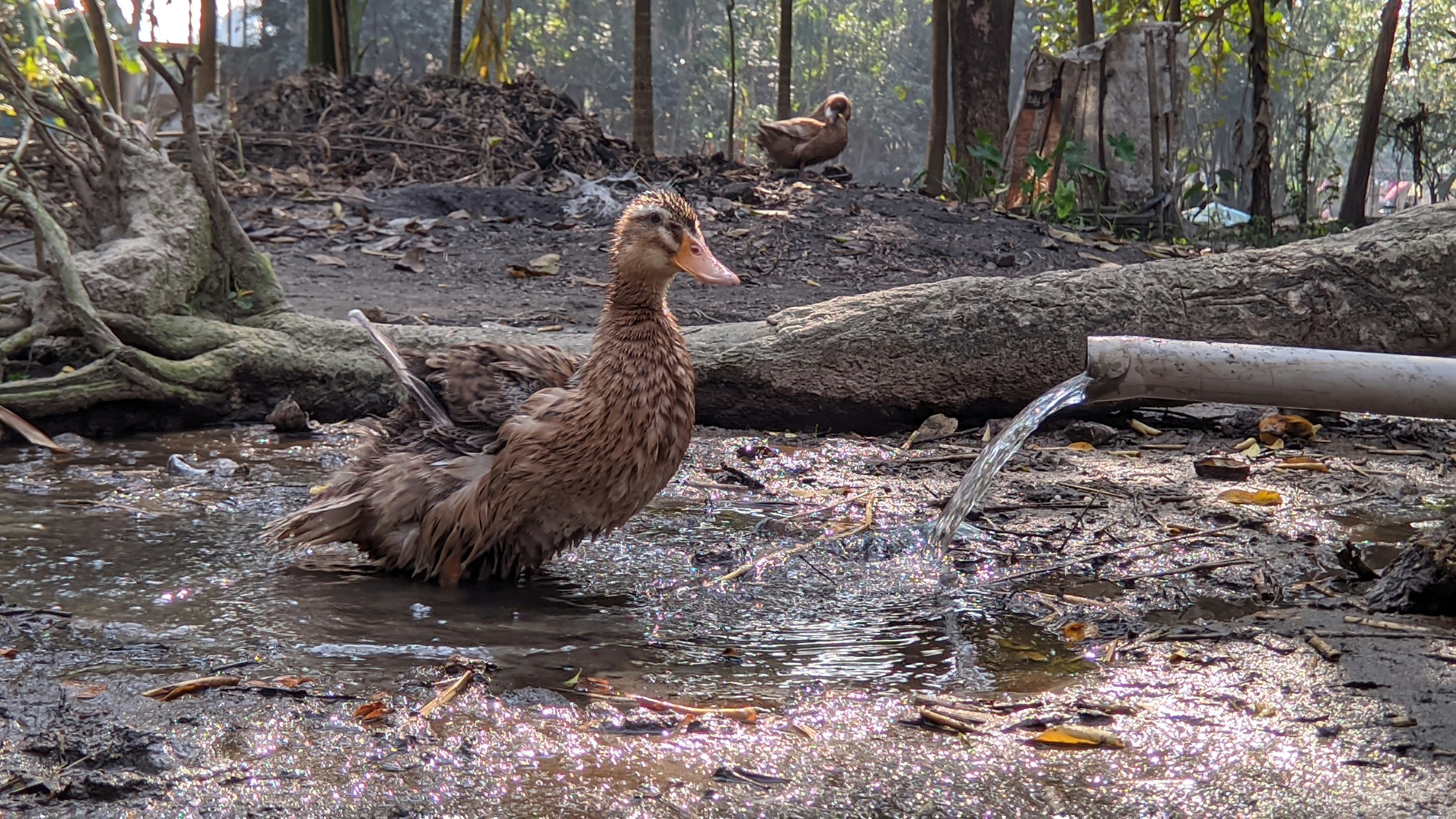 Duck in a muddy pond, sunlight glinting on the water, with a log and fence backdrop