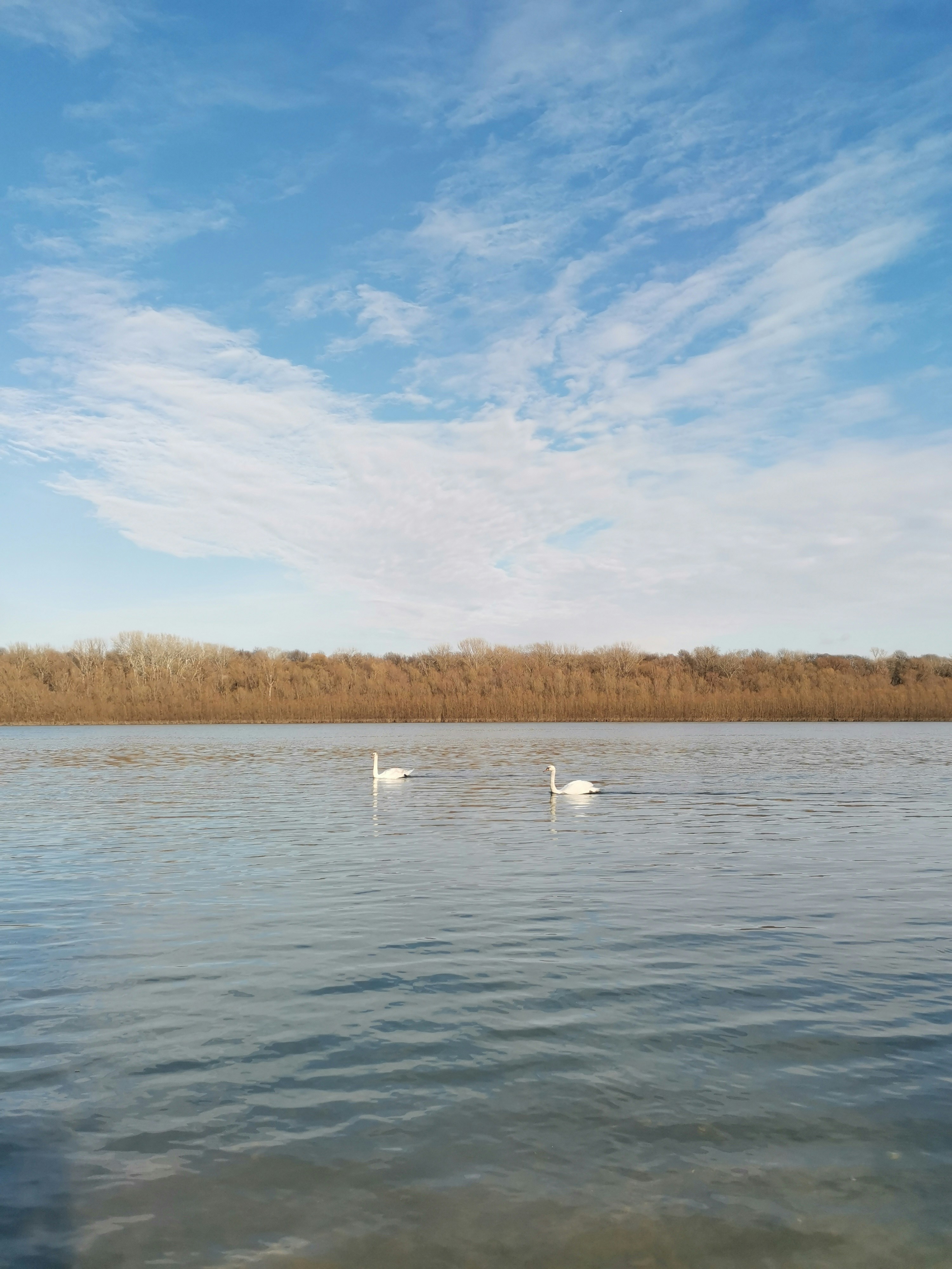 a couple of swans swimming on top of a lake