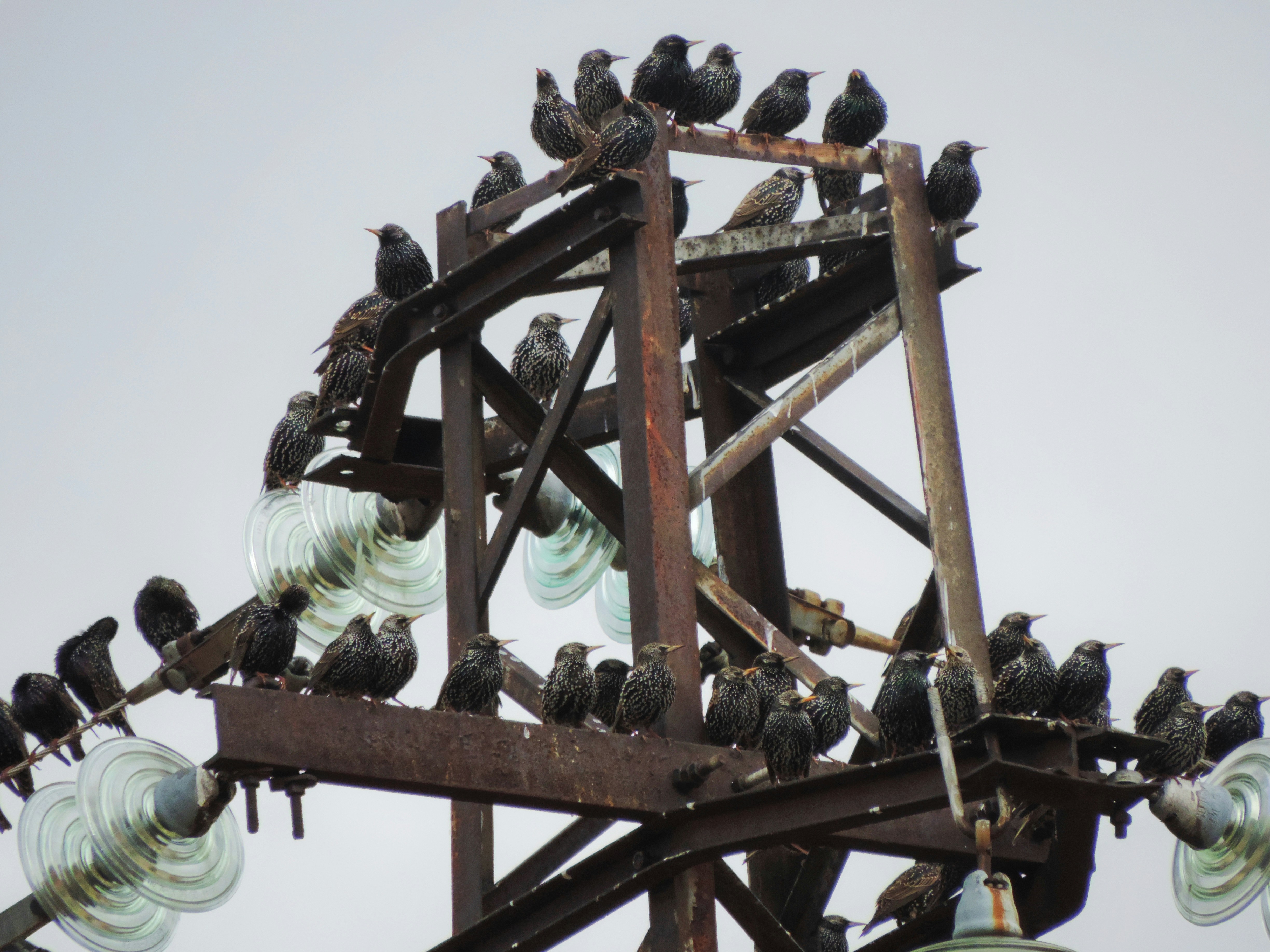 A flock of birds sitting on top of a metal structure photo – Free ...