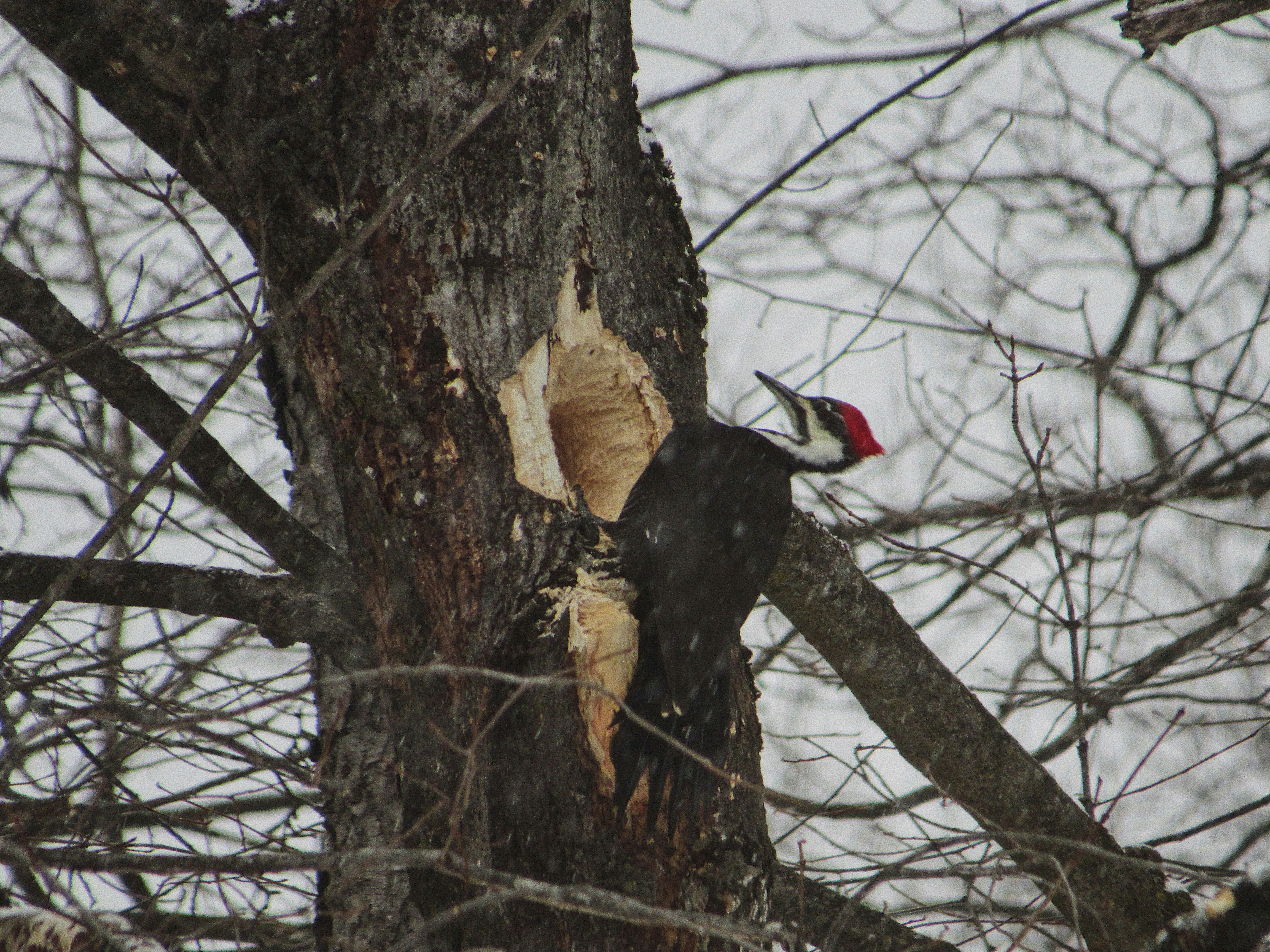A pileated woodpecker diligently excavating a tree trunk, revealing its intricate craftsmanship and the beauty of nature's design.