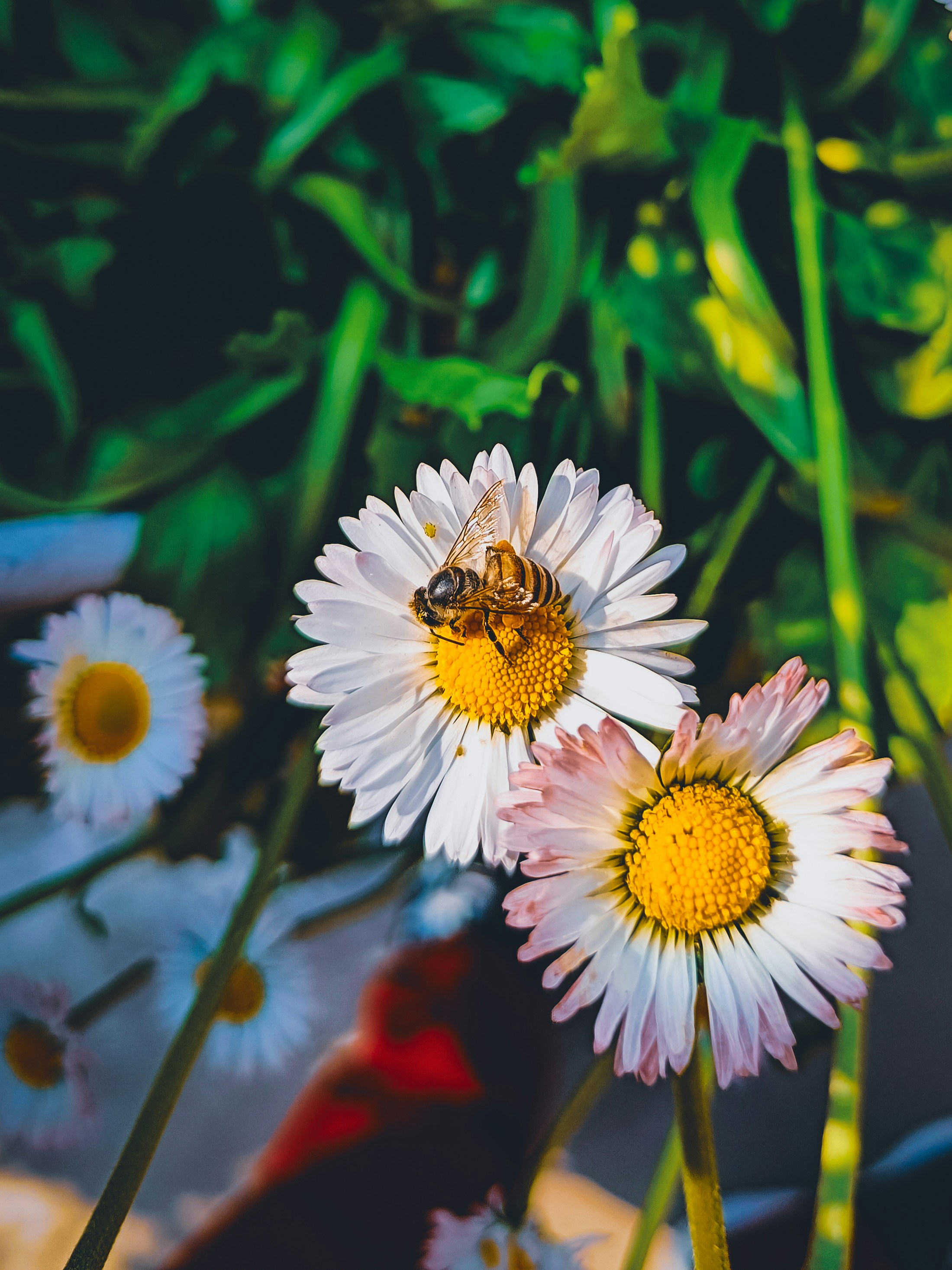 Bee perched on a daisy, collecting nectar amidst a vibrant floral backdrop. The delicate petals contrast beautifully with the bee's intricate details.