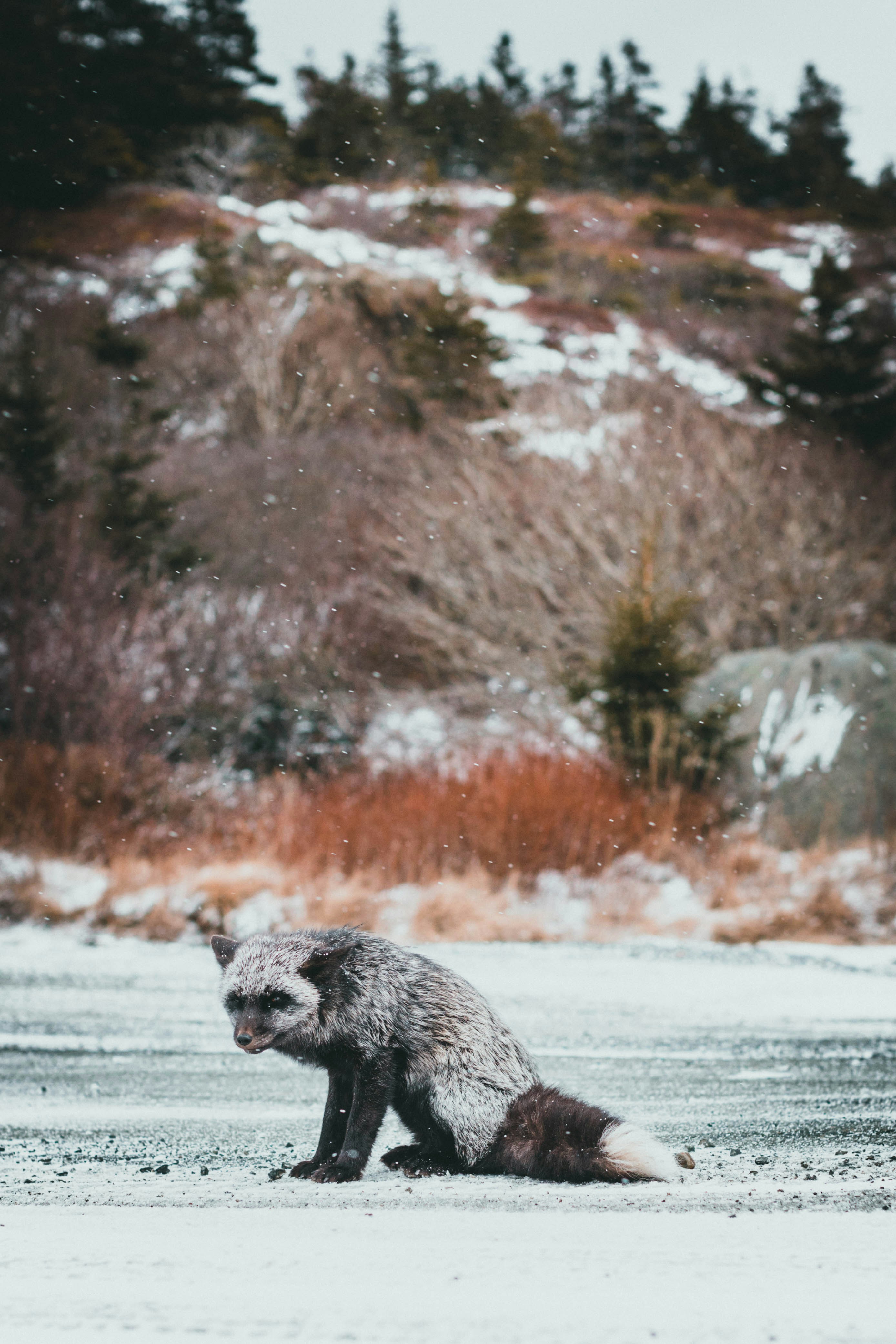 Snowy Glance: A Fox Murred in Winter Silence
