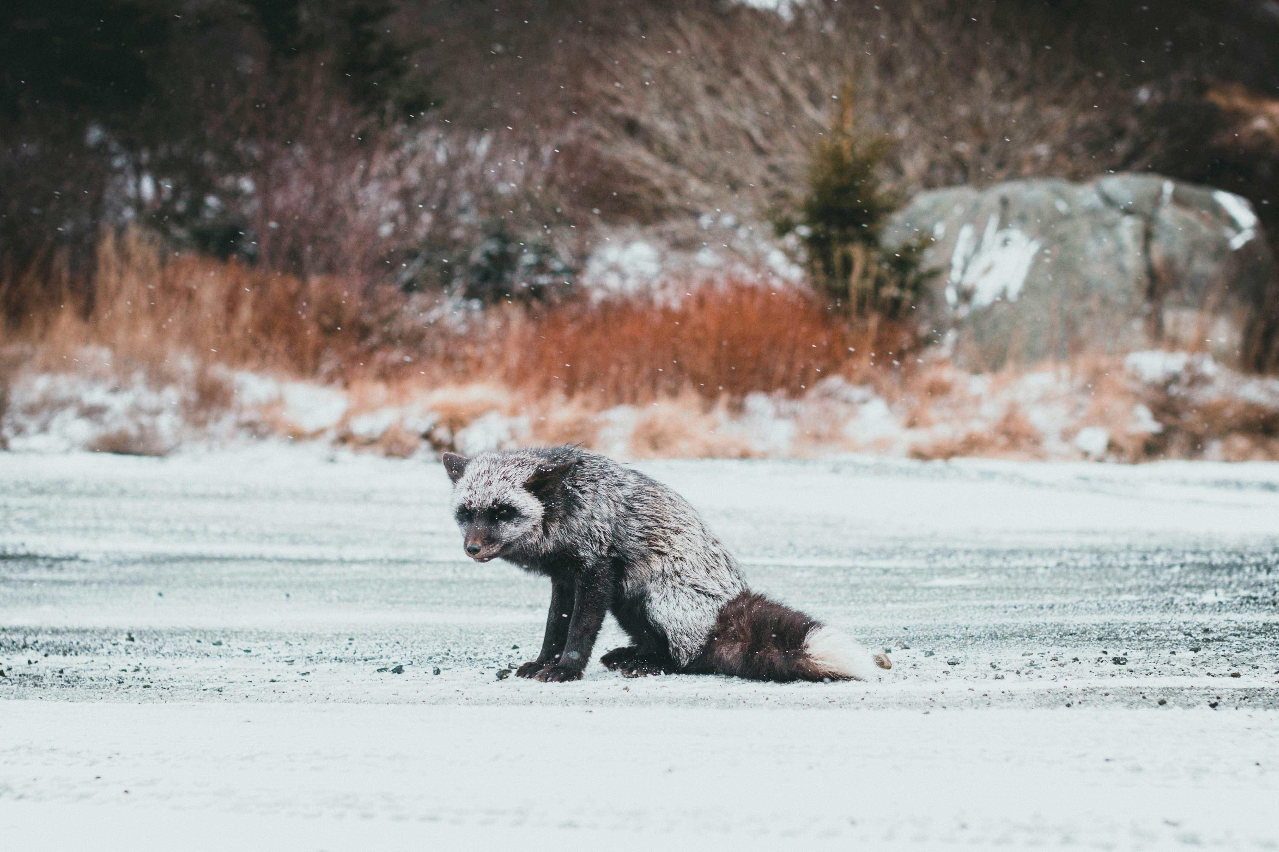 Snowbound Gray Wolf: A Quiet Pause on the Frosted Plain