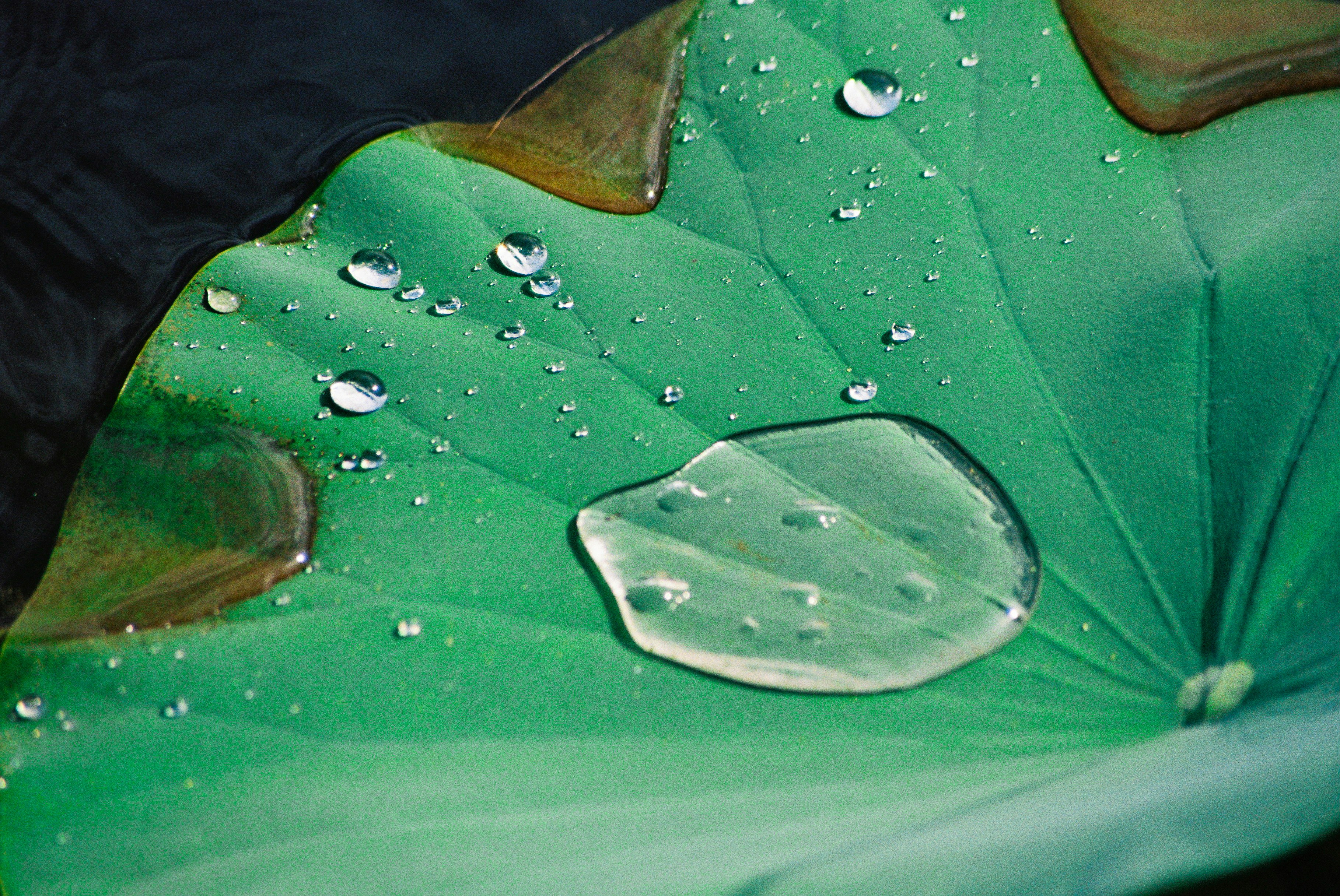 Jade Mosaic: Water Droplets Gather on a Leaf's Vein