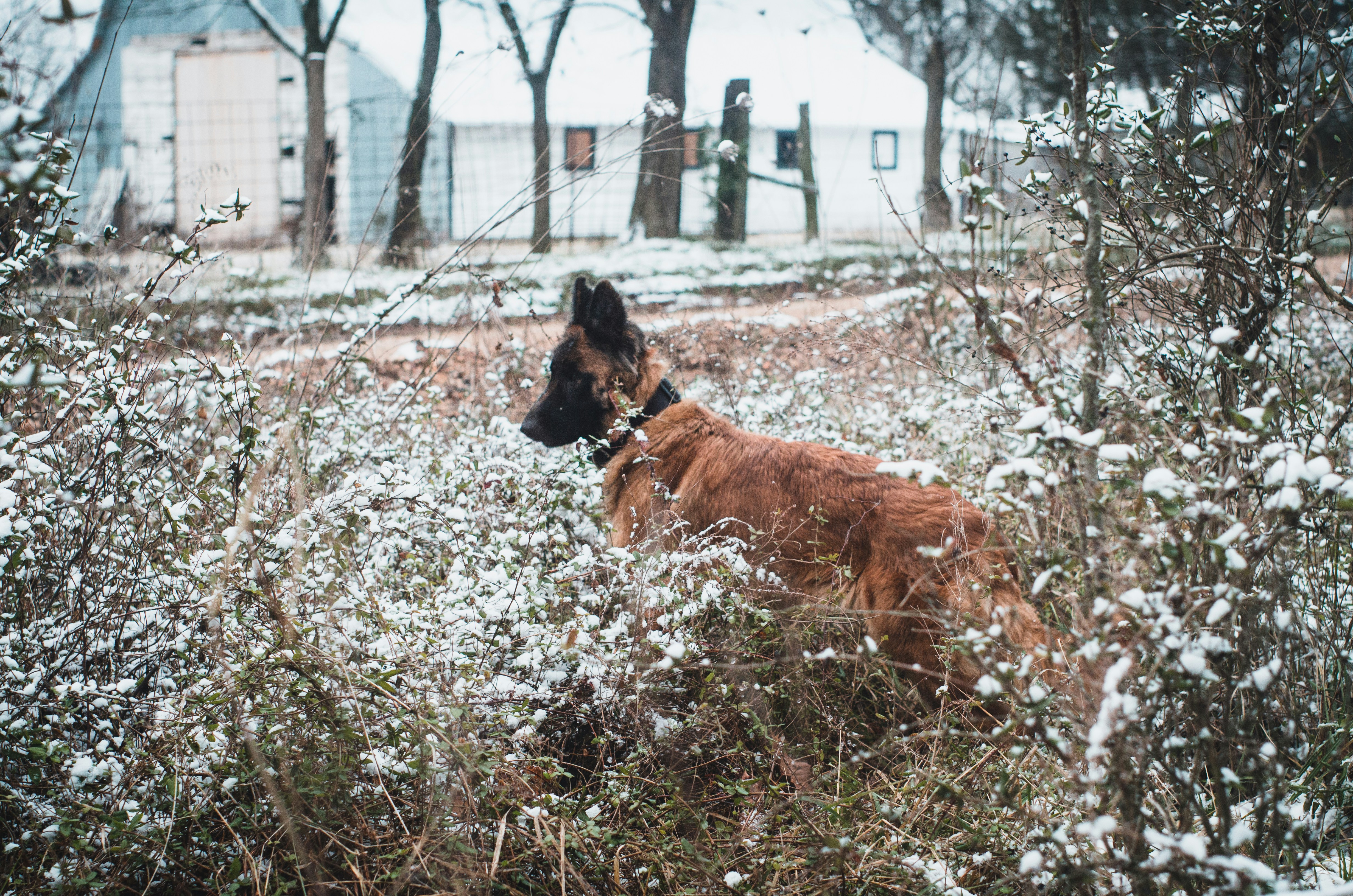 Winter Vigil: Belgian Malinois in Frosted Field