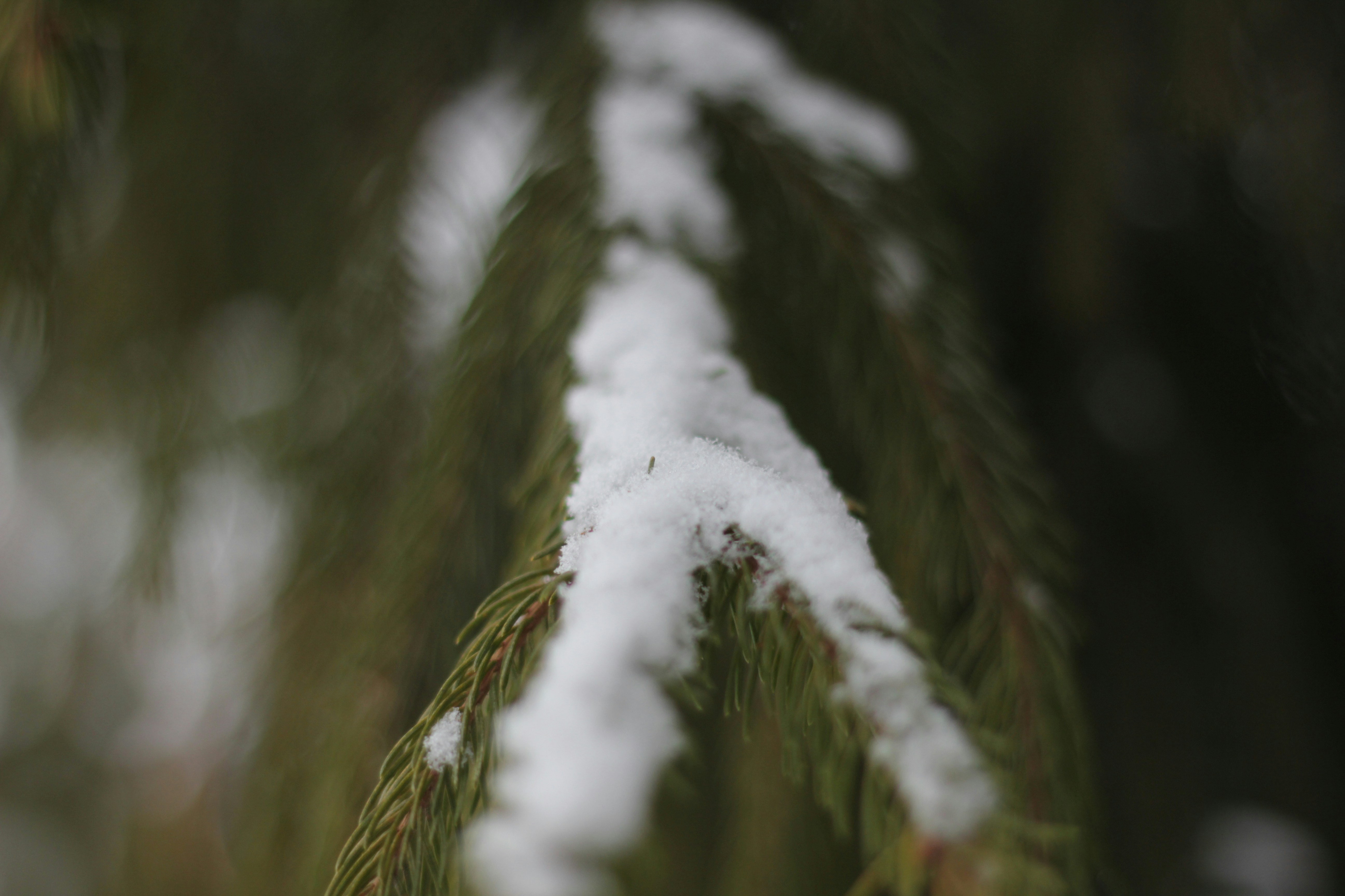 Snow Mantle on Pine Needles in Winter Light