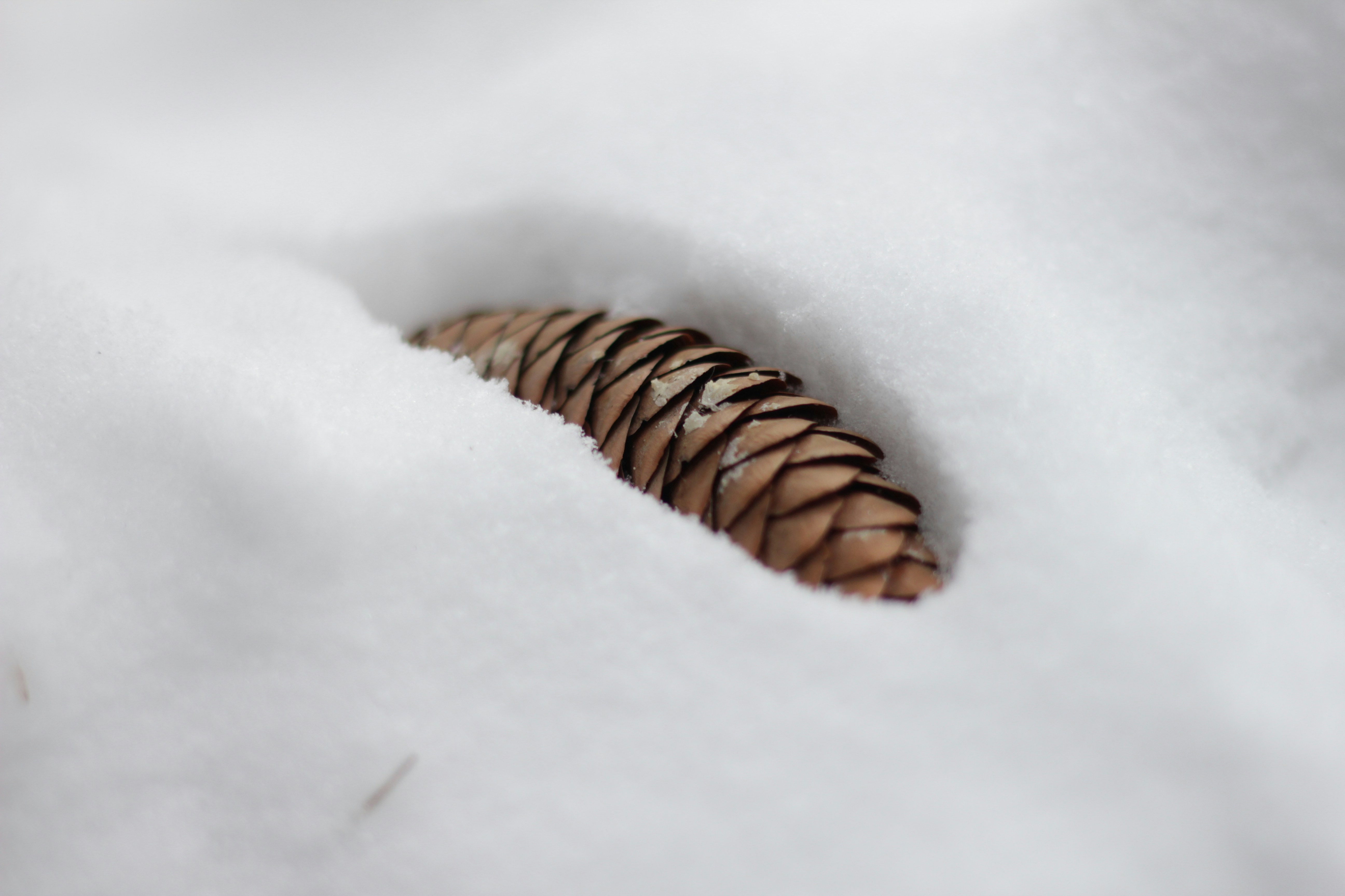 Winter's Hidden Pine Cone: A Micro Portrait in Snow