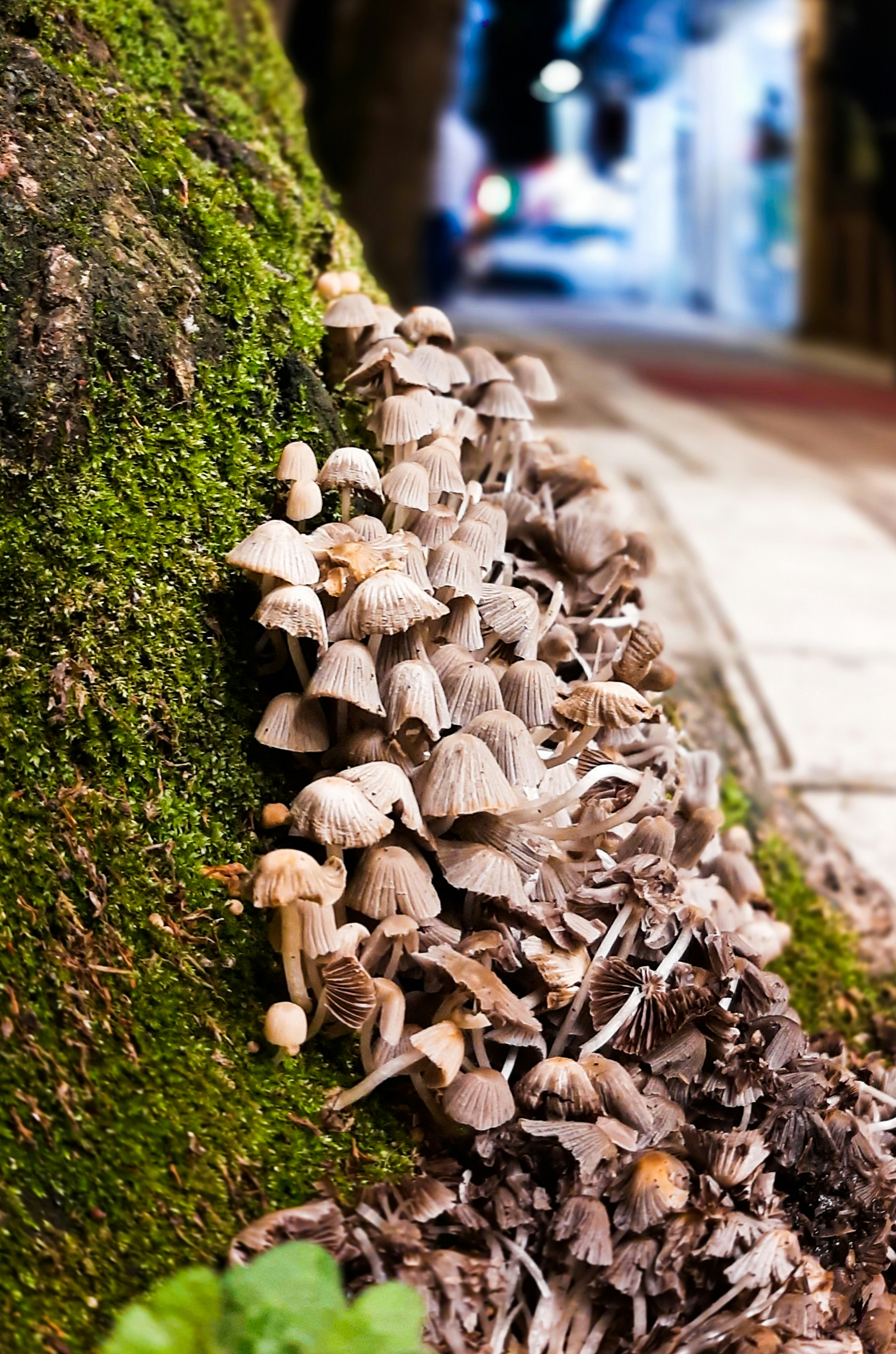 Cluster of mushrooms thriving on a moss-covered tree trunk, showcasing their delicate forms and earthy tones. A serene urban backdrop subtly blurs in the distance.
