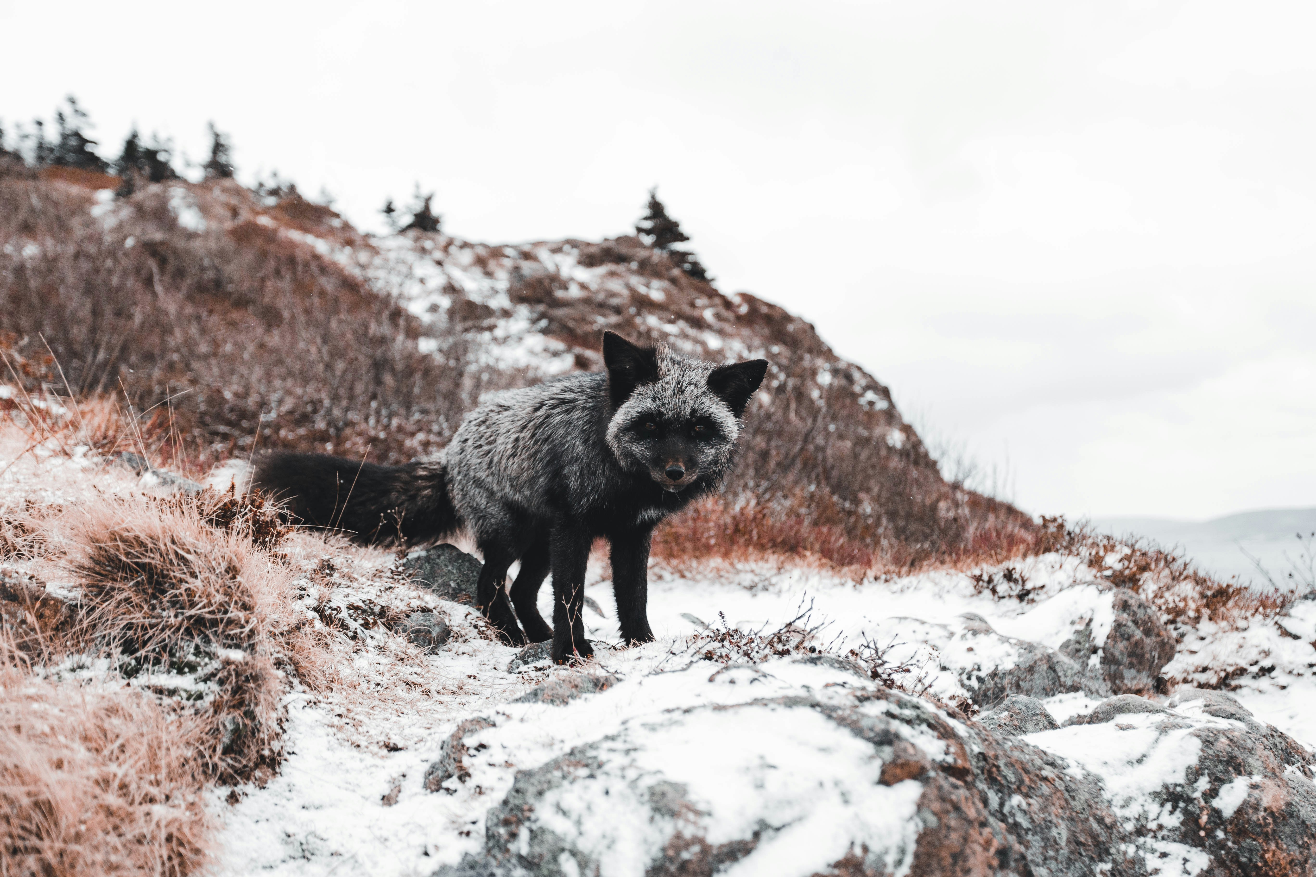 A gray wolf standing on top of a snow covered hillside photo – Free ...