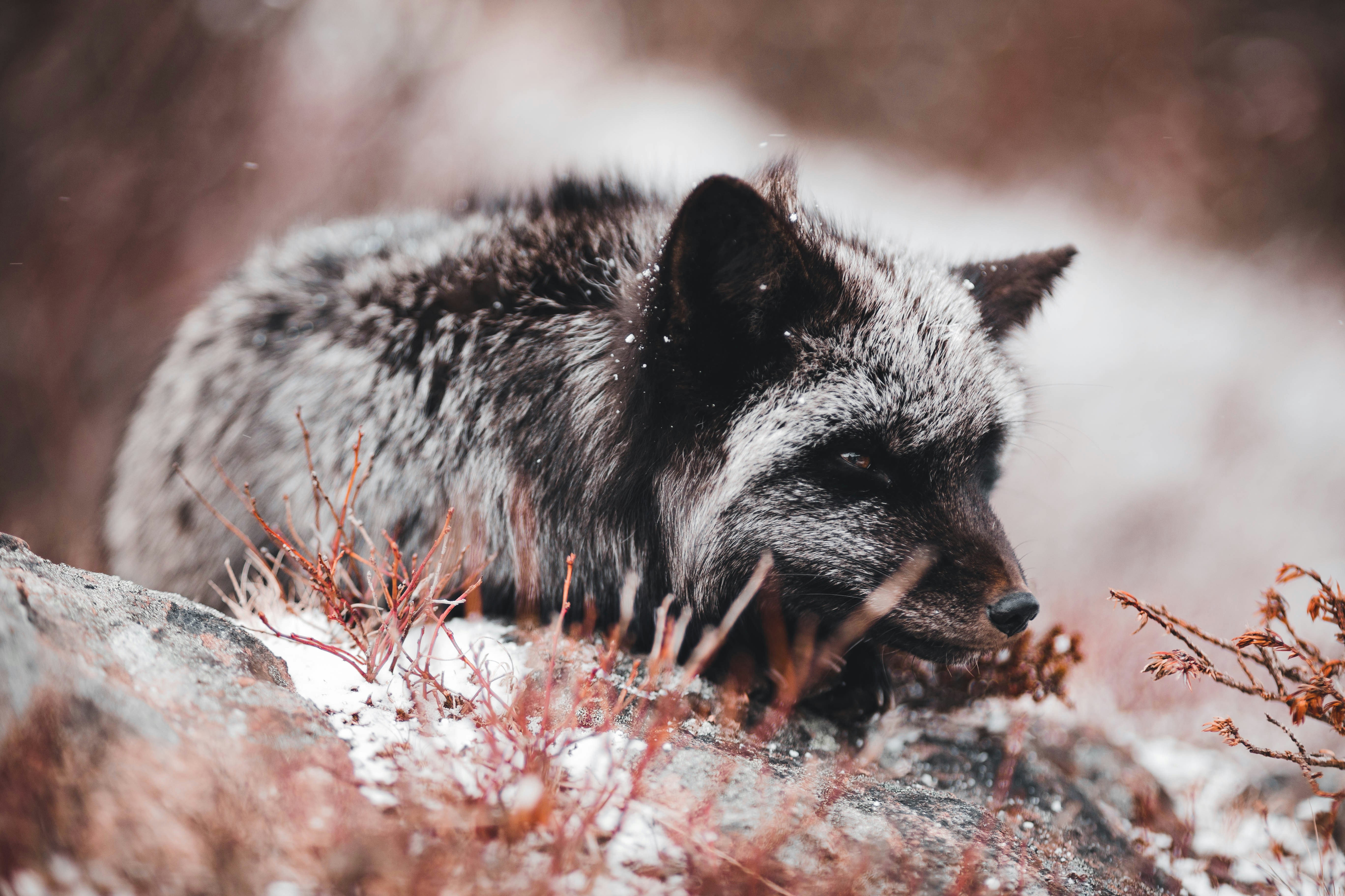 Winter Vigil: A Lone Wolf Resting Among Frost-Kissed Brush