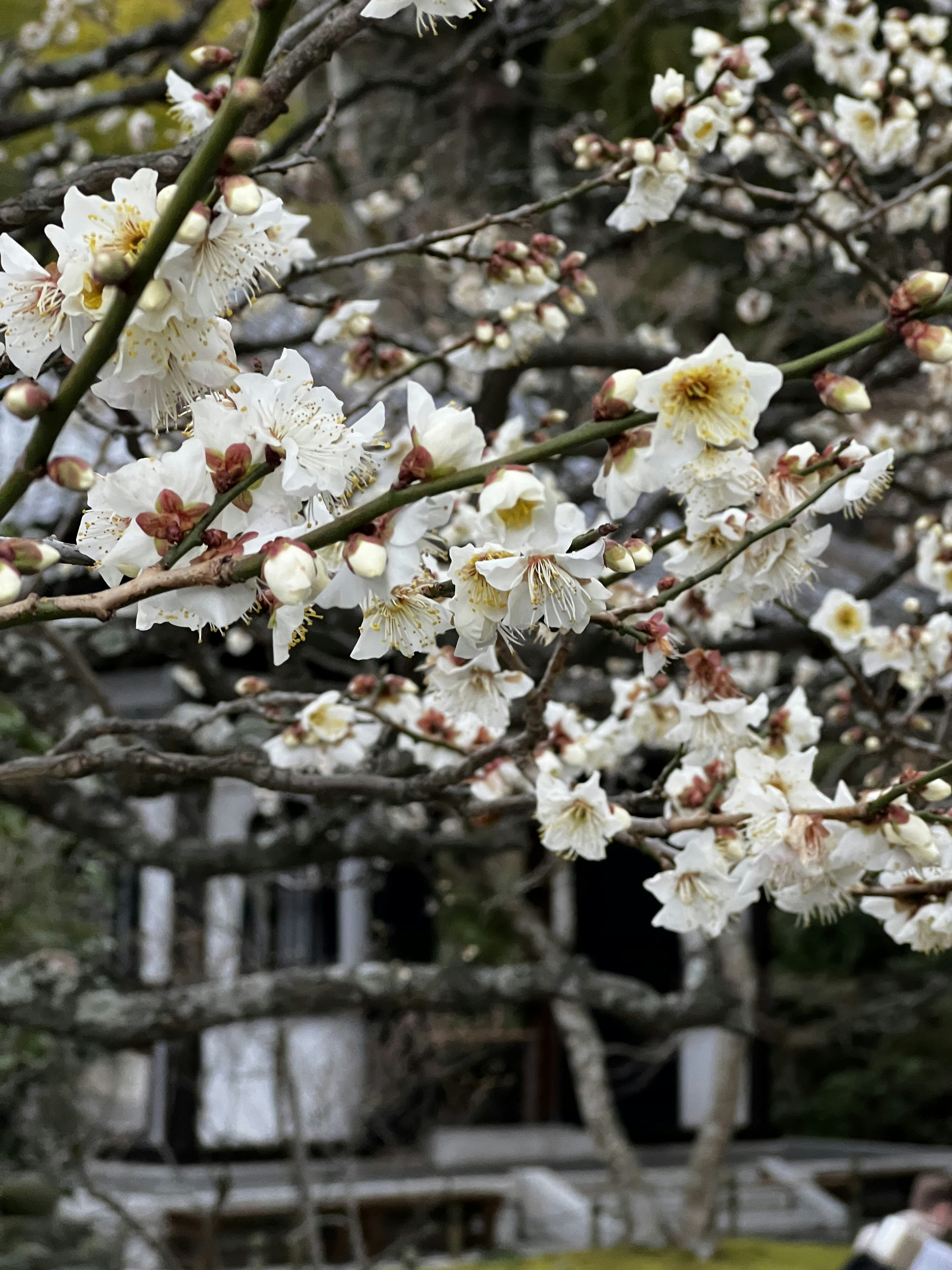 Petal Mosaic: White Plum Blossoms Framing a Quiet Garden Backdrop