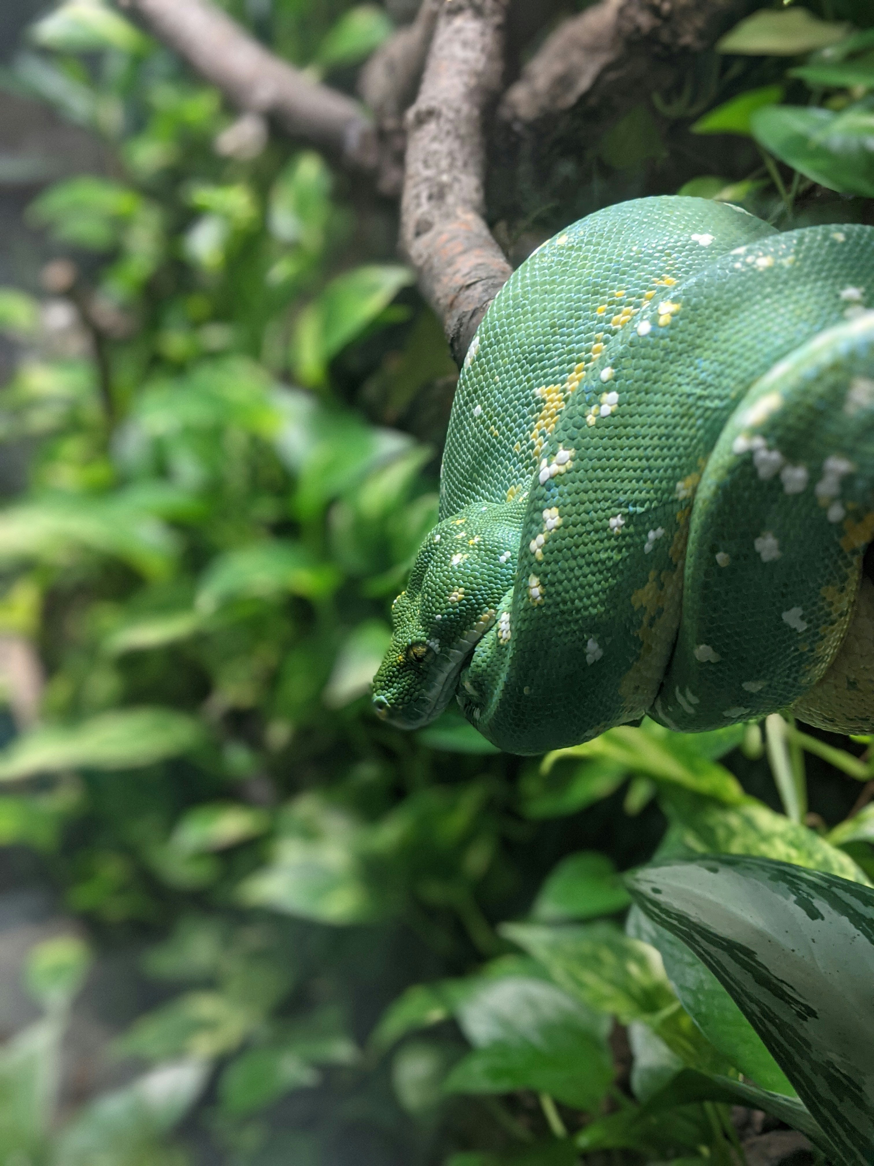 a green snake is curled up on a branch