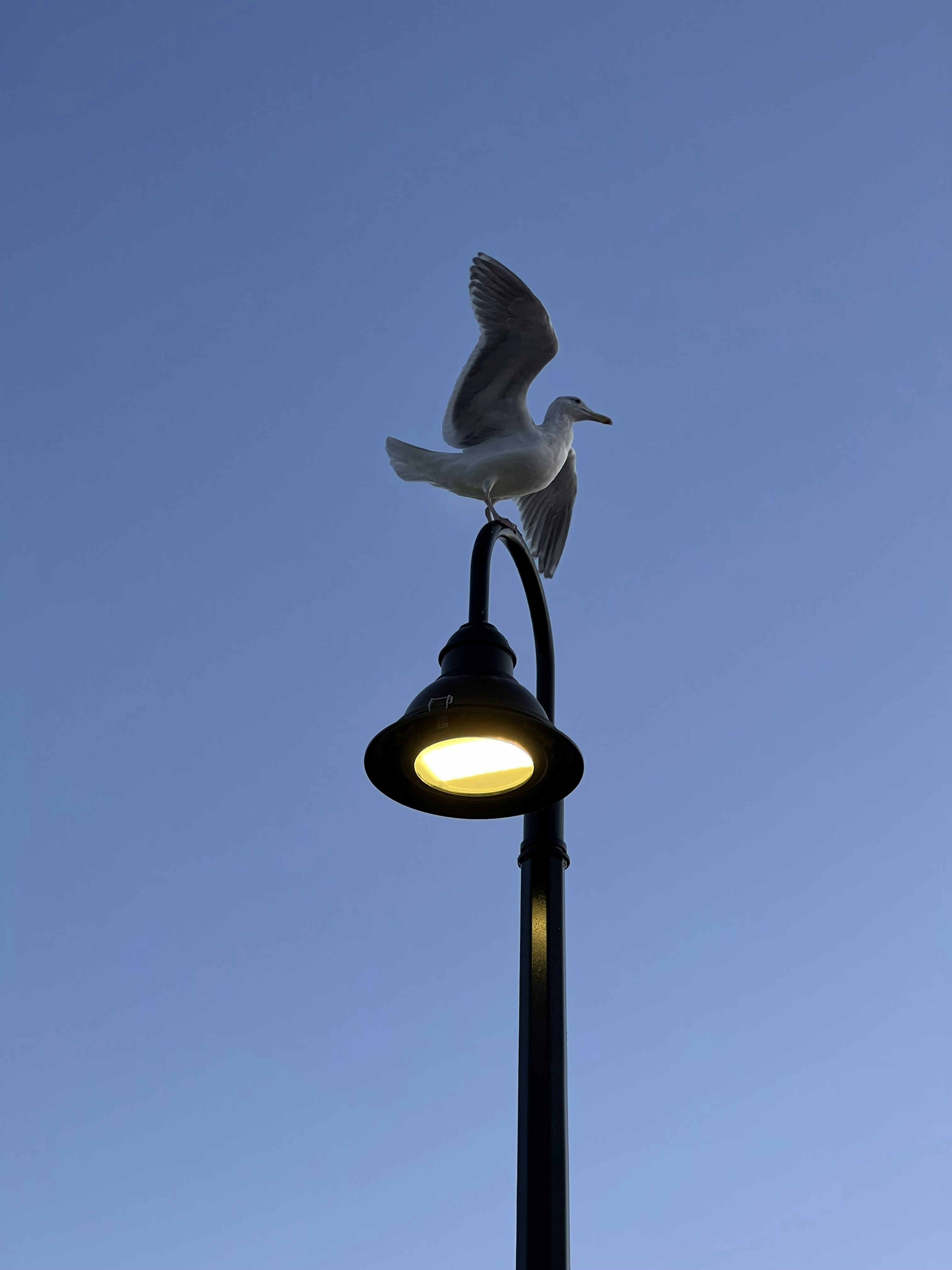 A seagull sculpture perched atop a street lamp against a clear blue sky, illuminated by the lamp's soft glow.