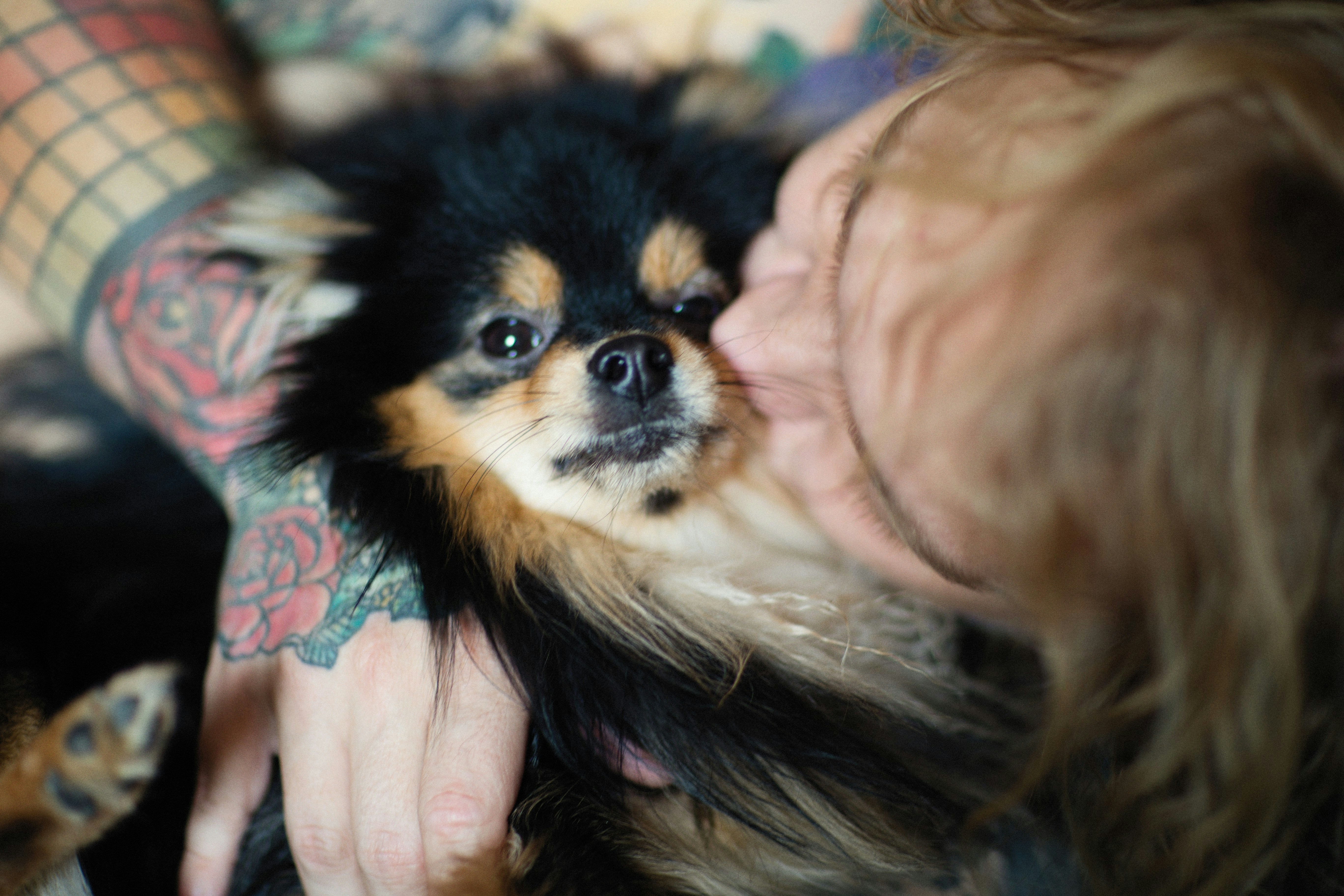Tender Moment: A Pomeranian Snuggled in Gentle Embrace